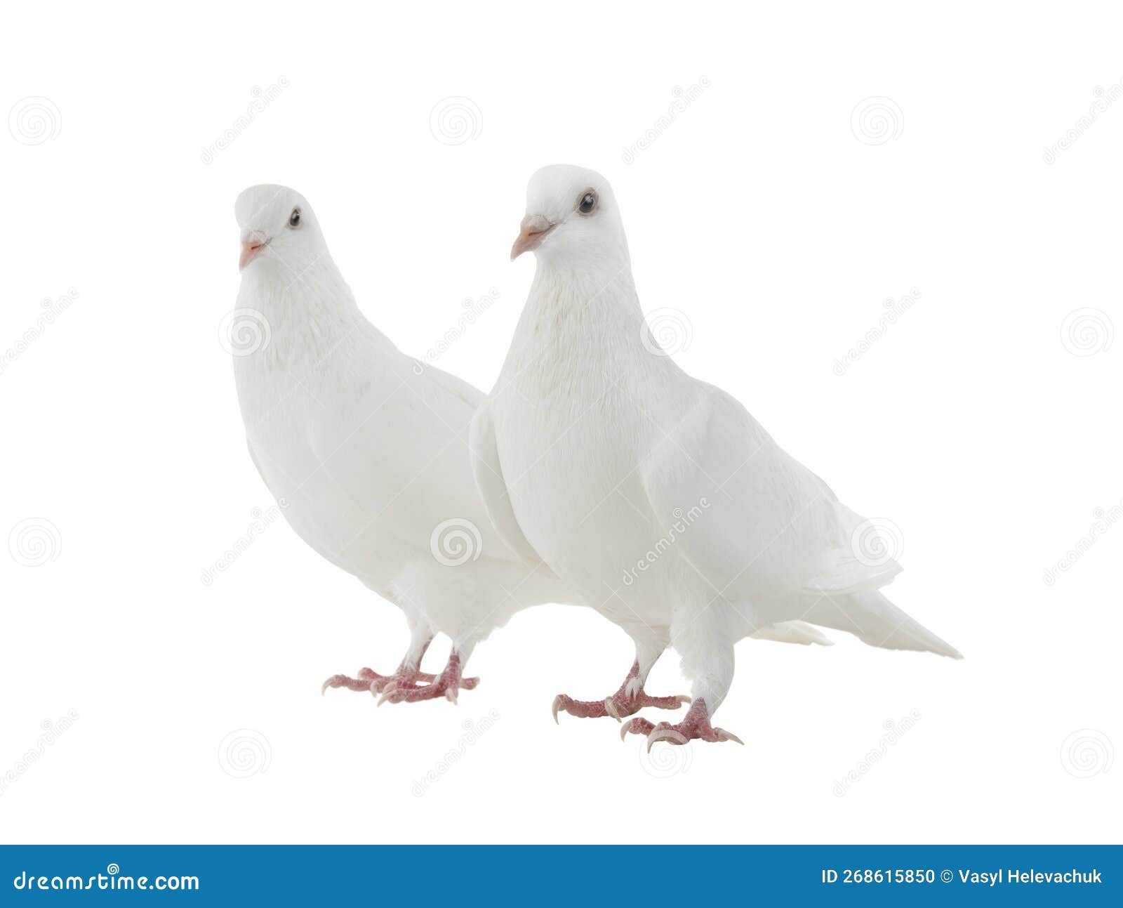 Two White Doves Isolated on White Background Stock Photo - Image of ...