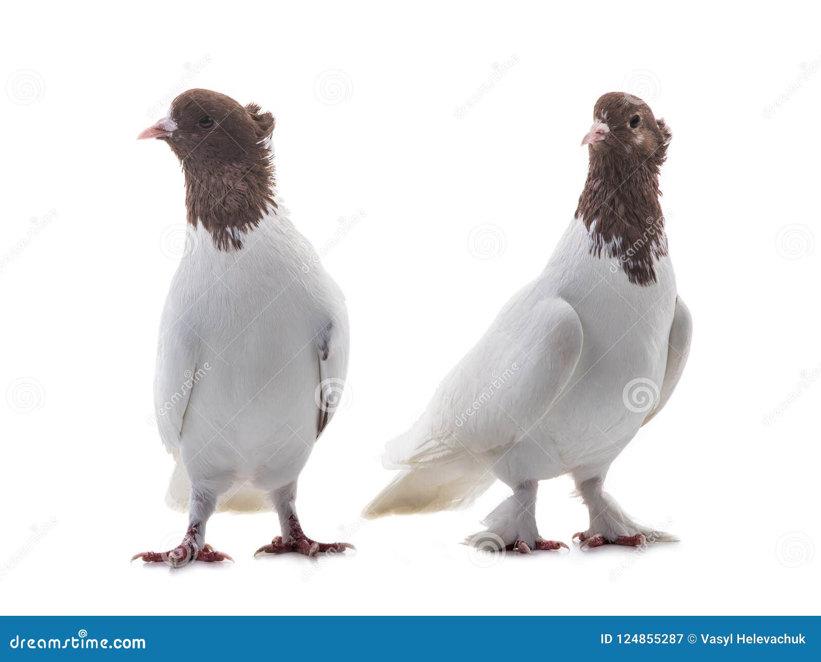 Two white doves isolated stock image. Image of peace - 124855287