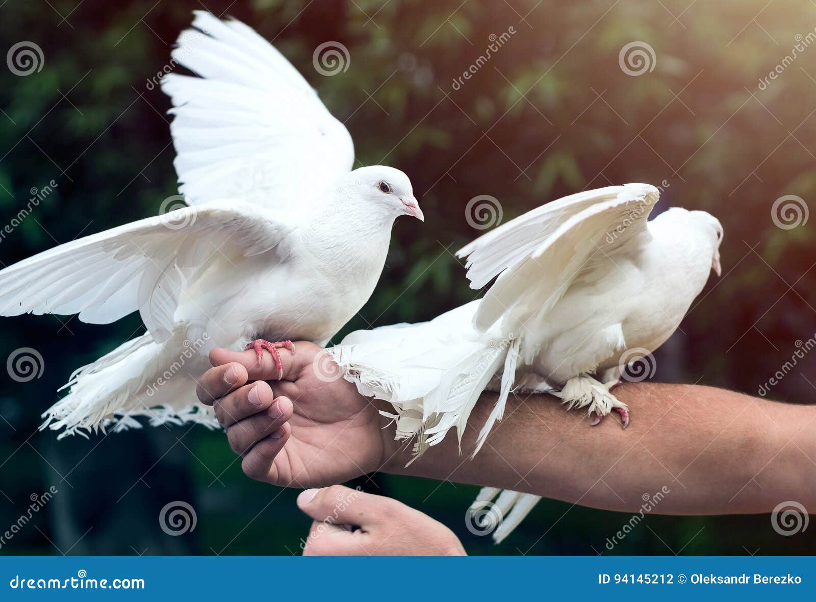 Two White Doves on Man`s Hand Stock Photo - Image of love, nature: 94145212