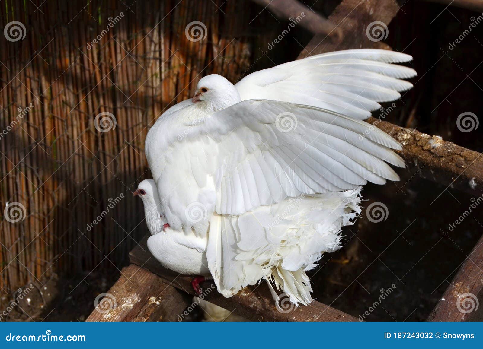Two White Doves Mating Standing on the Ladder Stock Photo - Image of ...