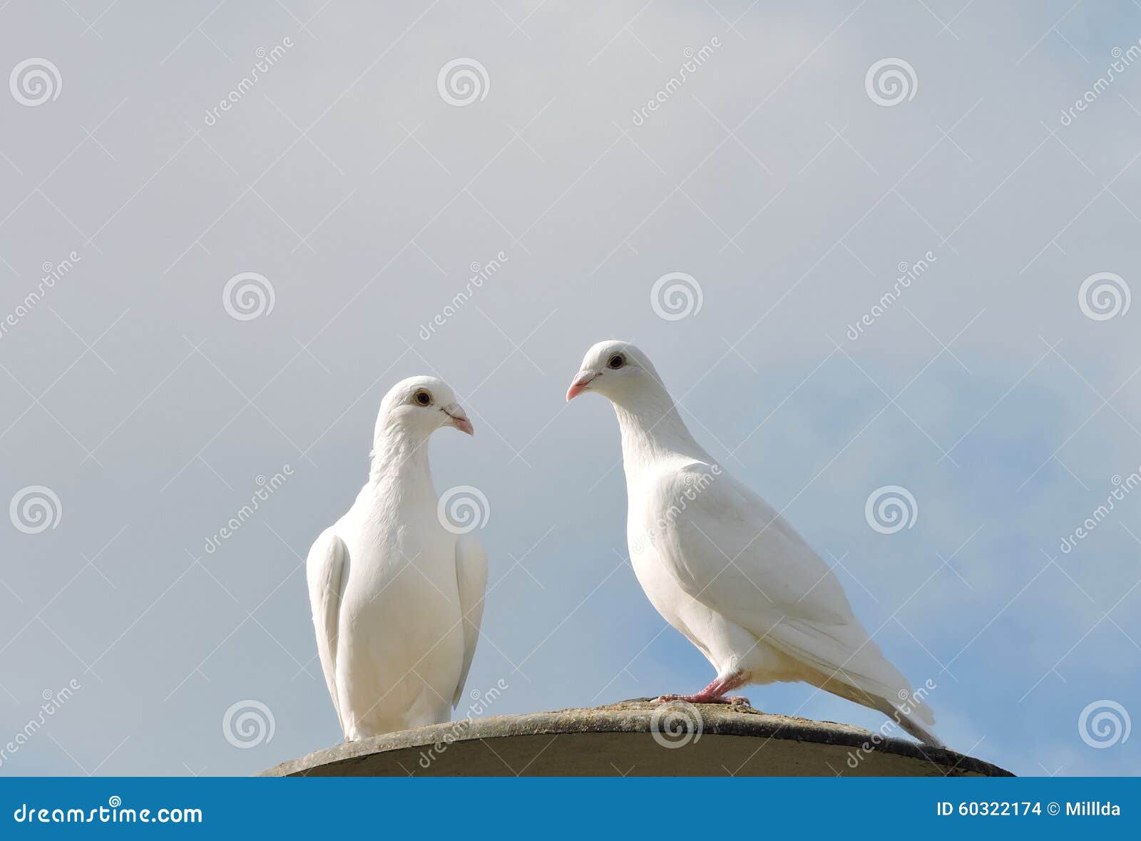 Two white doves stock photo. Image of wings, head, feathers - 60322174