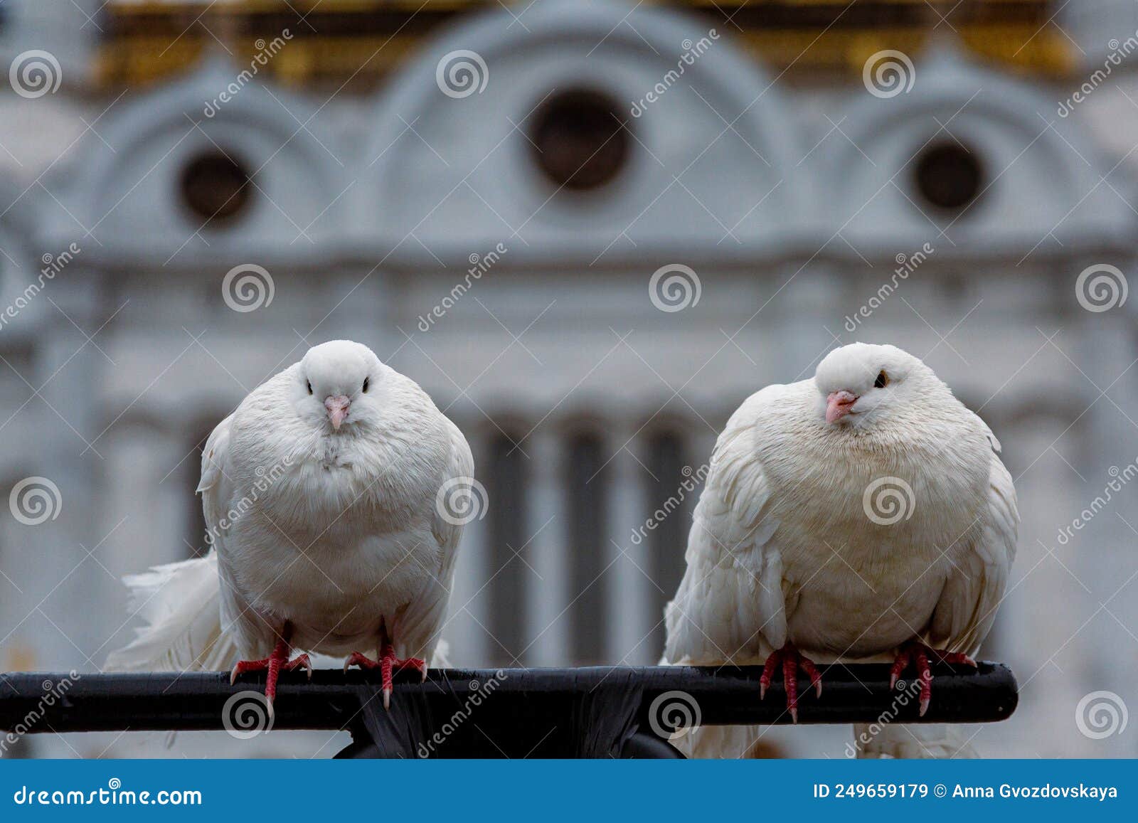 Two White Doves in Front of the Cathedral of Christ the Savior in ...