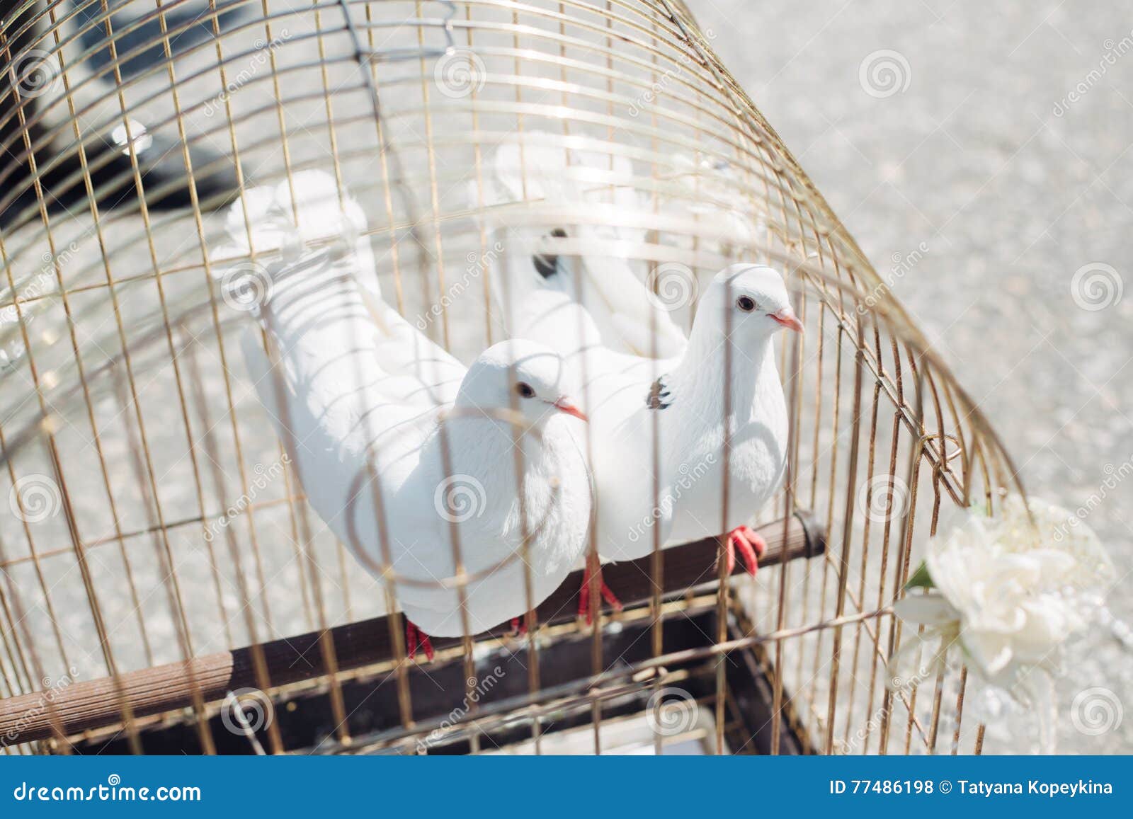 Two white doves stock photo. Image of dress, family, holiday - 77486198