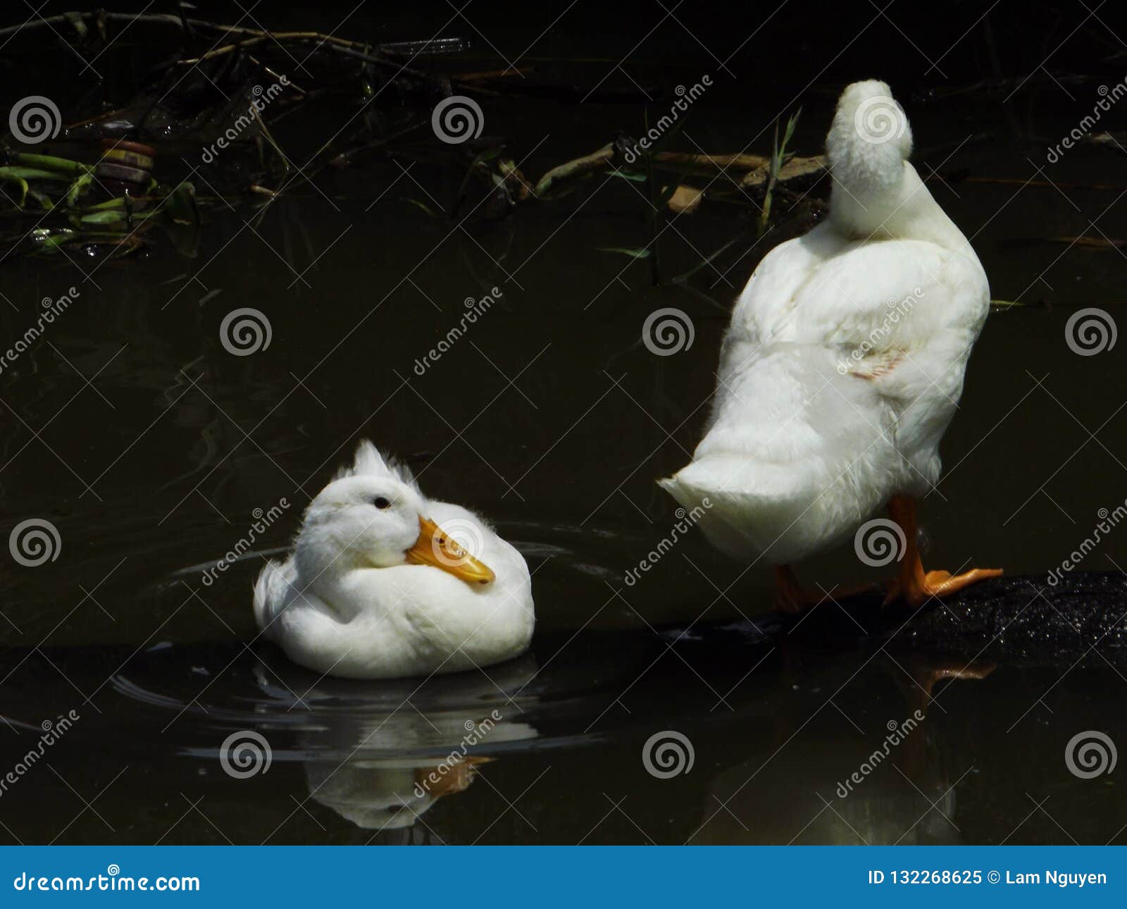 Two White Ducks are Bathing in the Dark Stock Image - Image of white ...