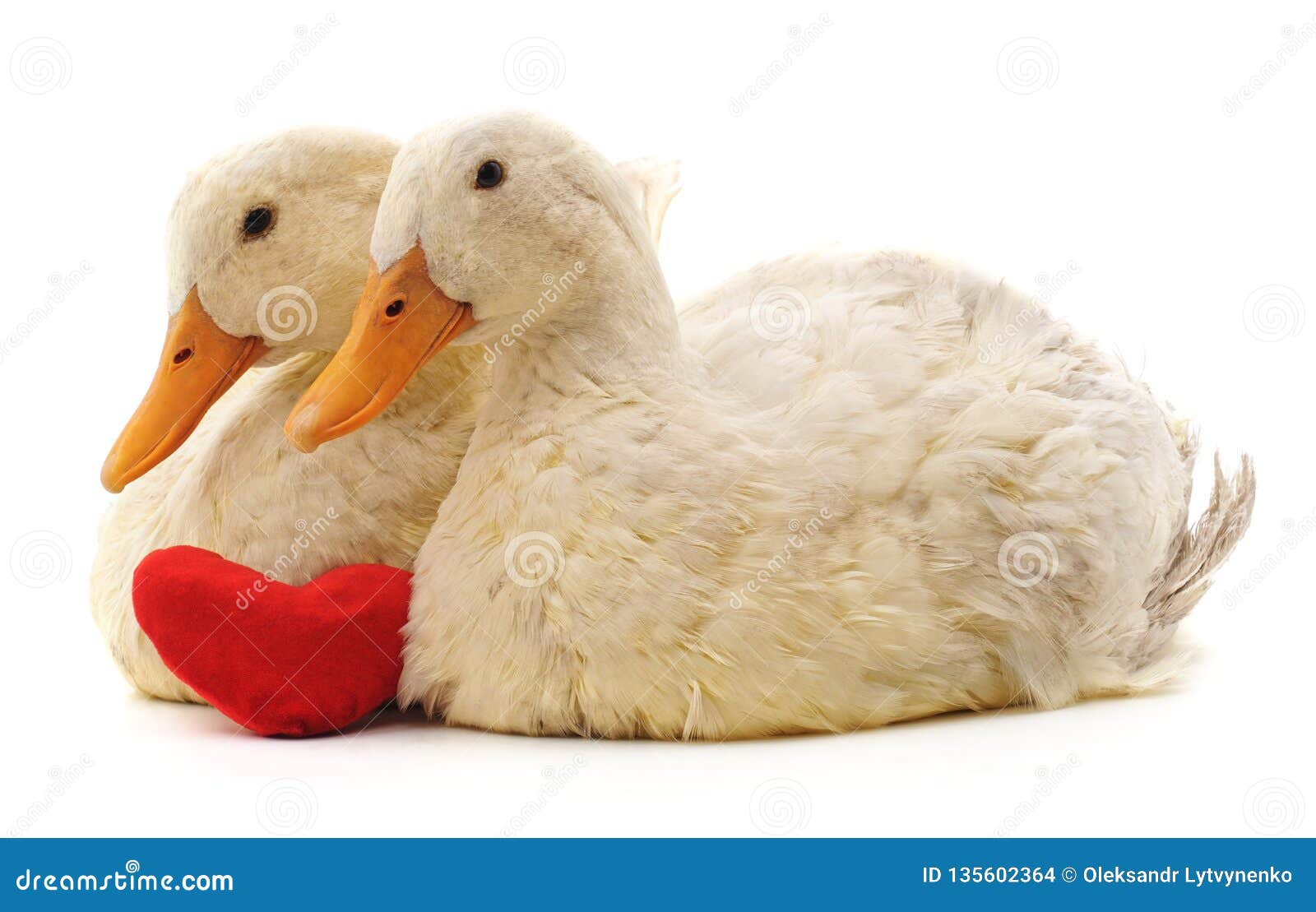 Two white ducks and heart stock photo. Image of baby - 135602364
