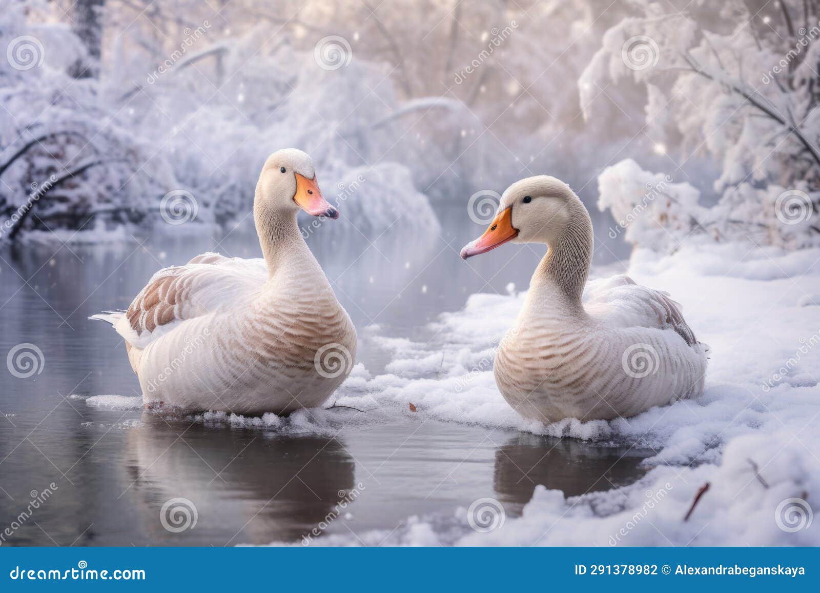 Two White Ducks in a Pond in Winter Stock Illustration - Illustration of park, pond: 291378982