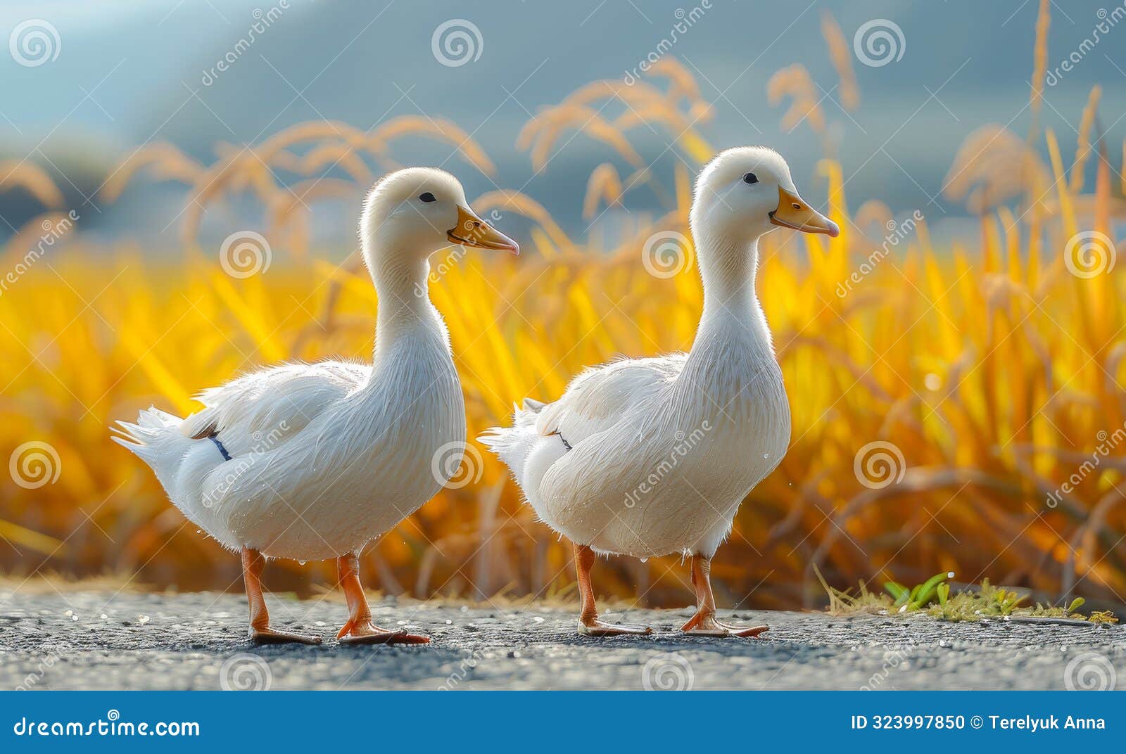 Two White Ducks Standing Next To Each Other on a Road. the Ducks are ...