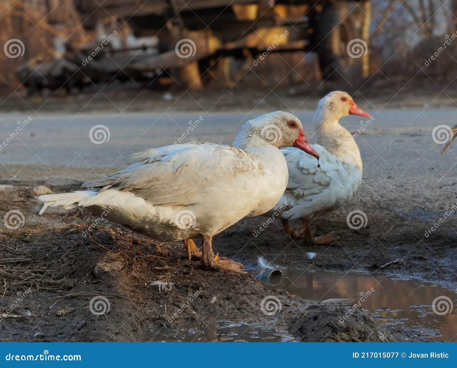 Two White Ducks Standing One in Front Other Stock Image - Image of ...