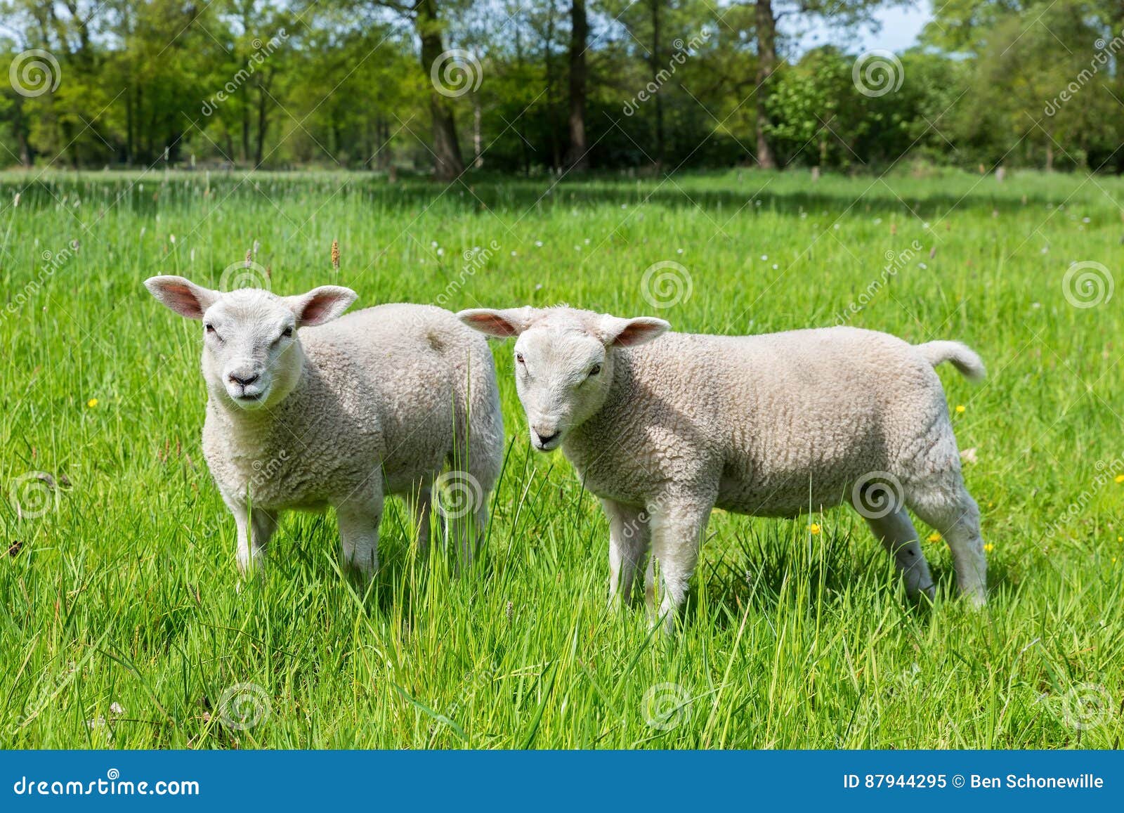 Two White Dutch Sheep in Green Spring Meadow Stock Image - Image of ...