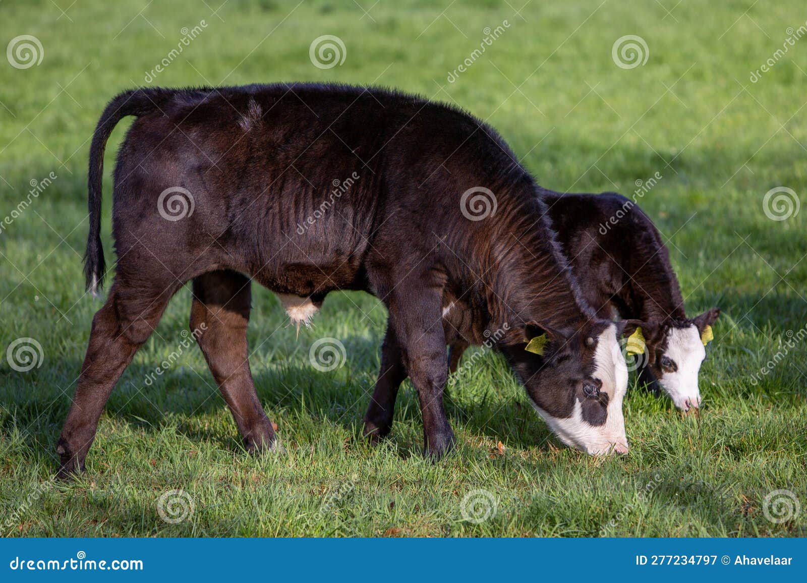 Two White Faced Calves Graze in Green Grassy Spring Meadow Stock Image ...