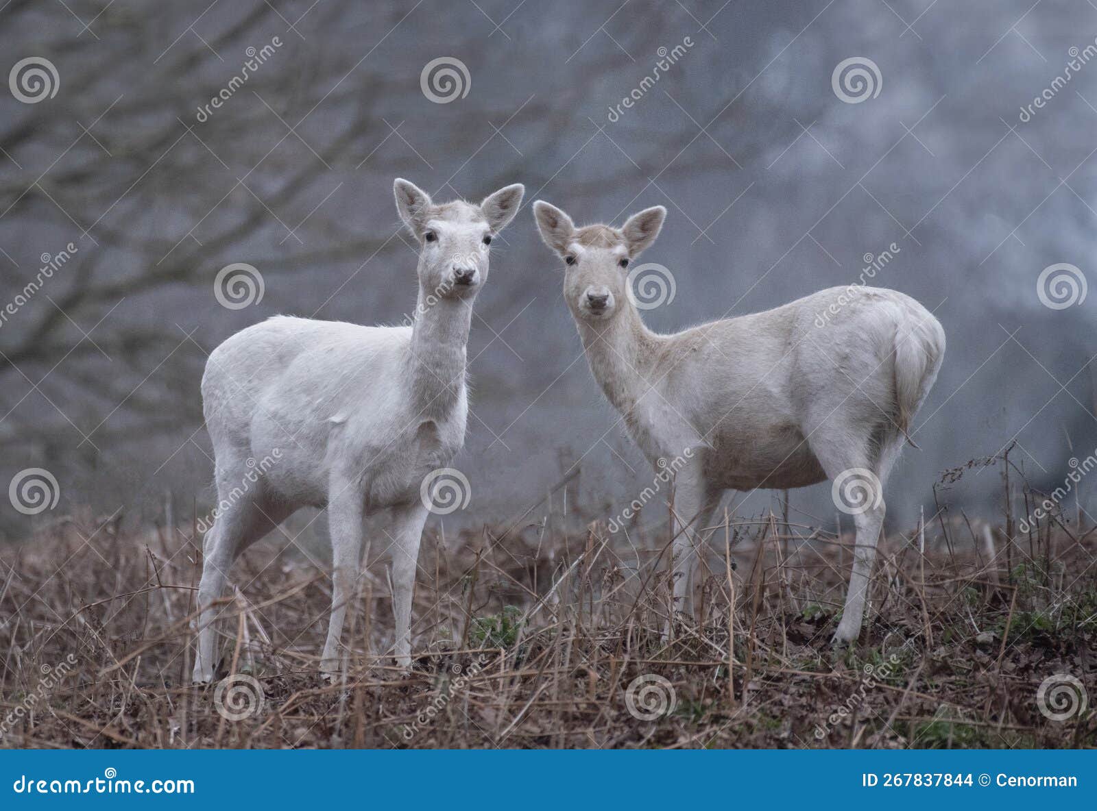 Two White Female Deer in the Bracken Stock Photo - Image of female ...