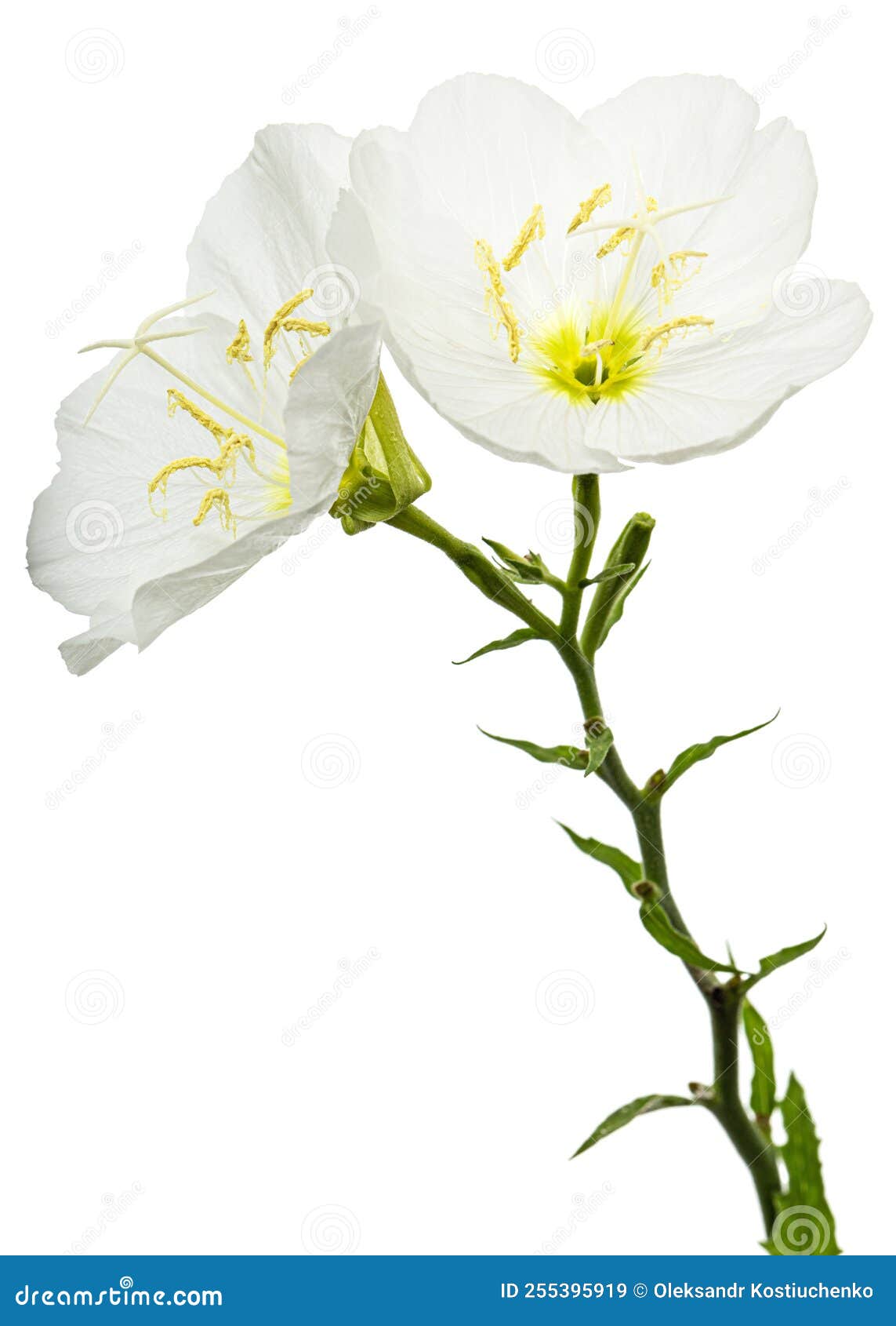 Two White Flower of Oenothera, Isolated on White Background Stock Image ...