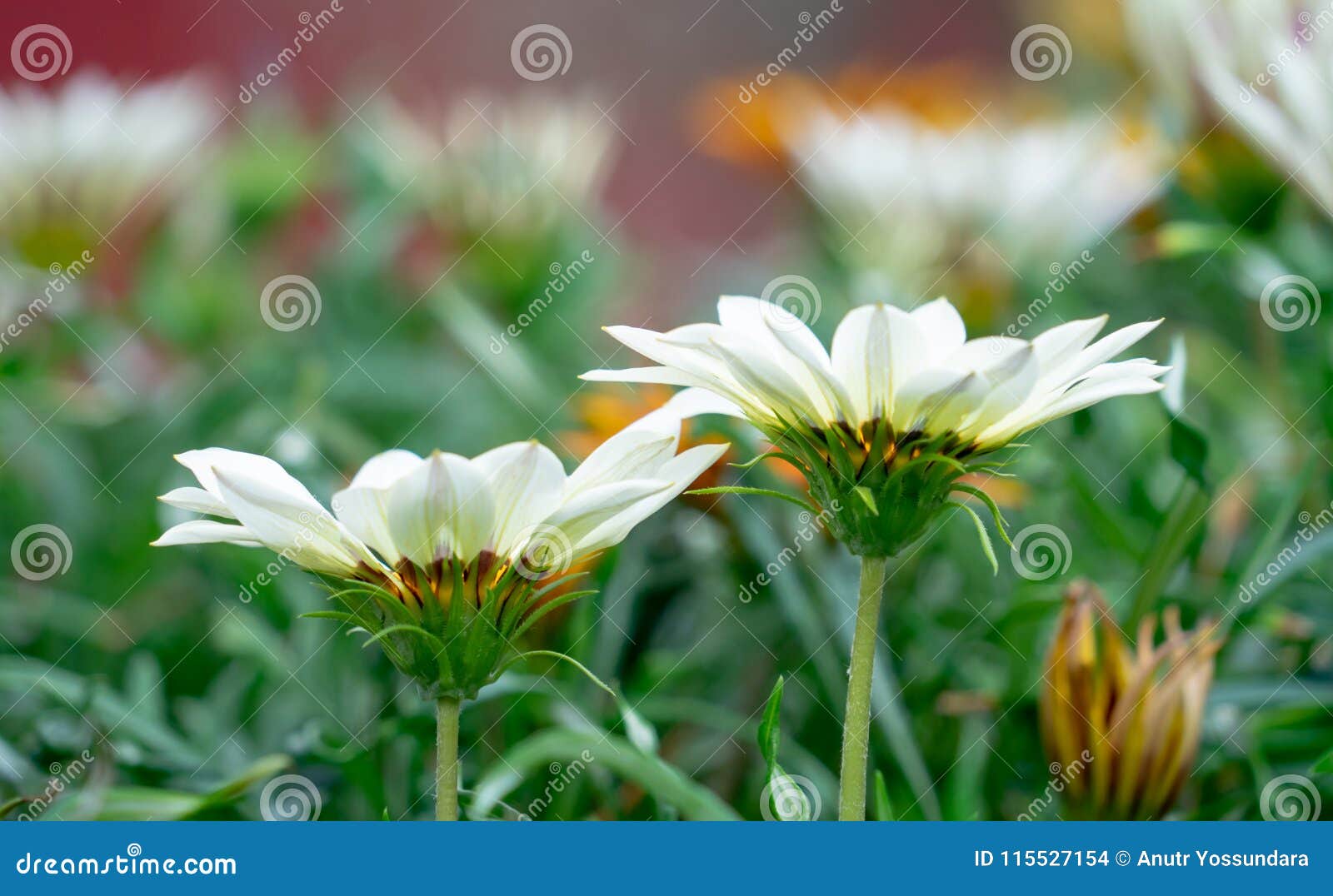Two White Flower Side View in Garden Stock Photo - Image of garden ...