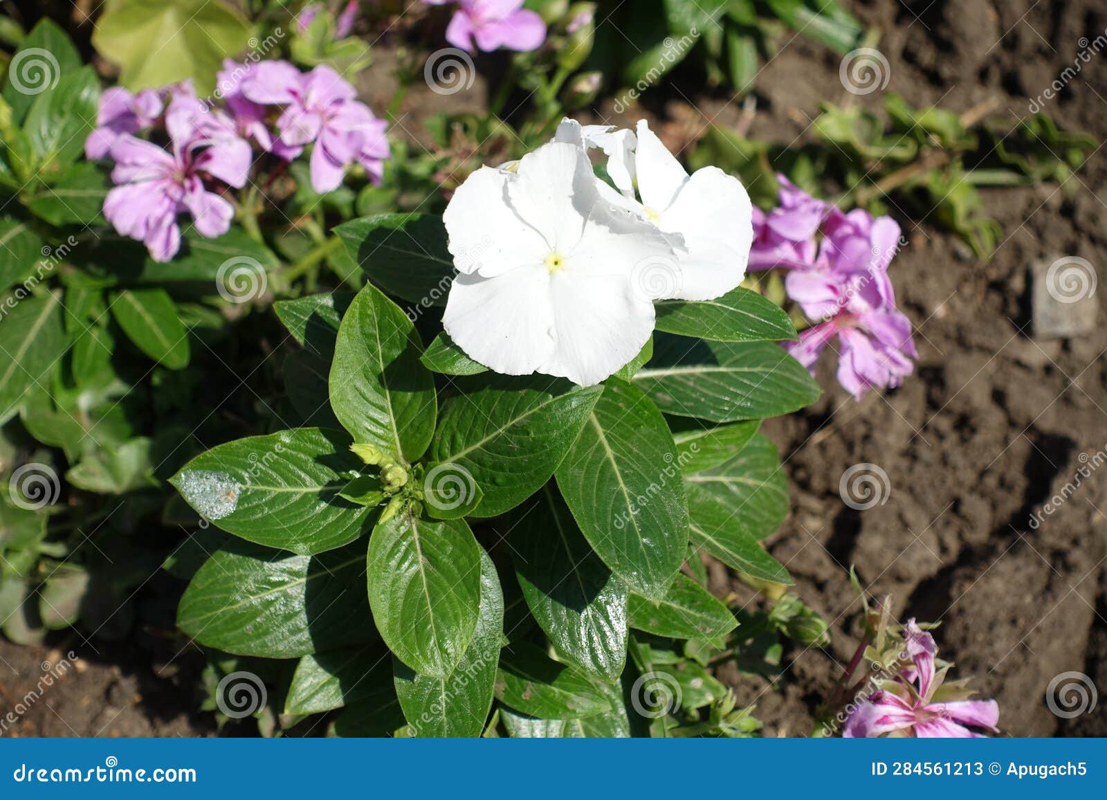 2 White Flowers of Catharanthus Roseus in September Stock Image - Image ...