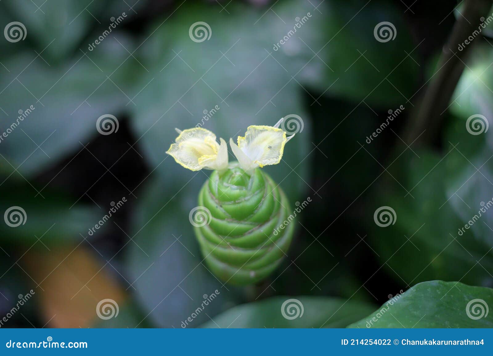 Two White Flowers in a Rare Wild Ginger Cell Stock Photo - Image of ...