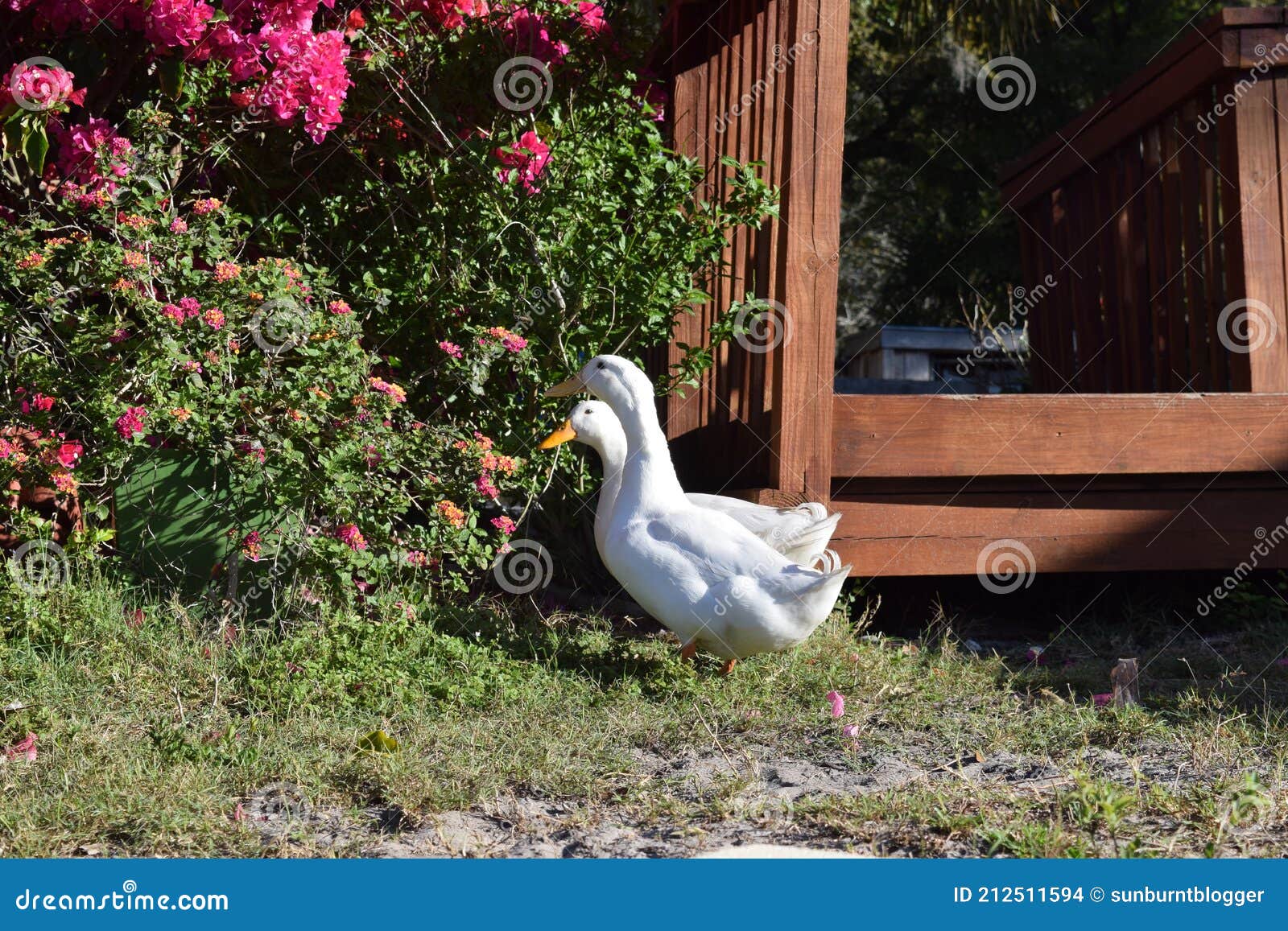 Two White Free Roaming Ducks Stock Photo - Image of flower, farm: 212511594
