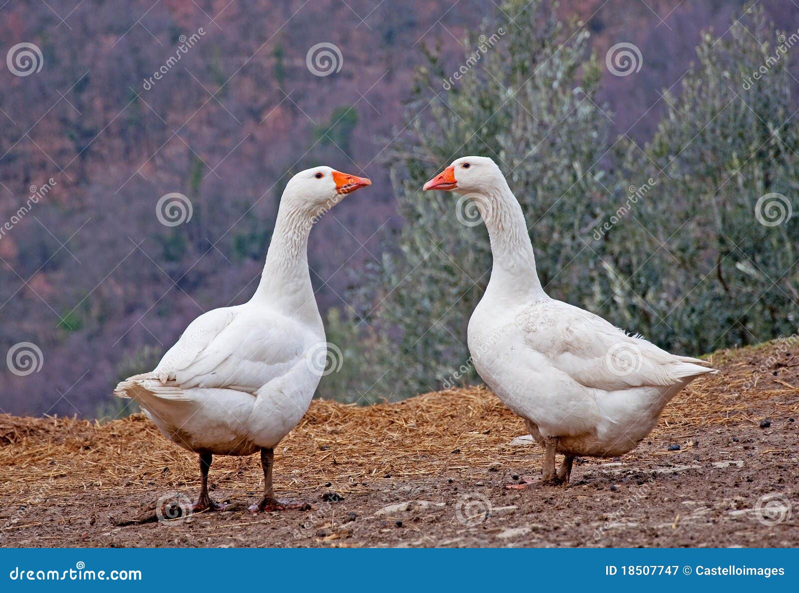 Two White Geese stock image. Image of goose, facing, pasture - 18507747
