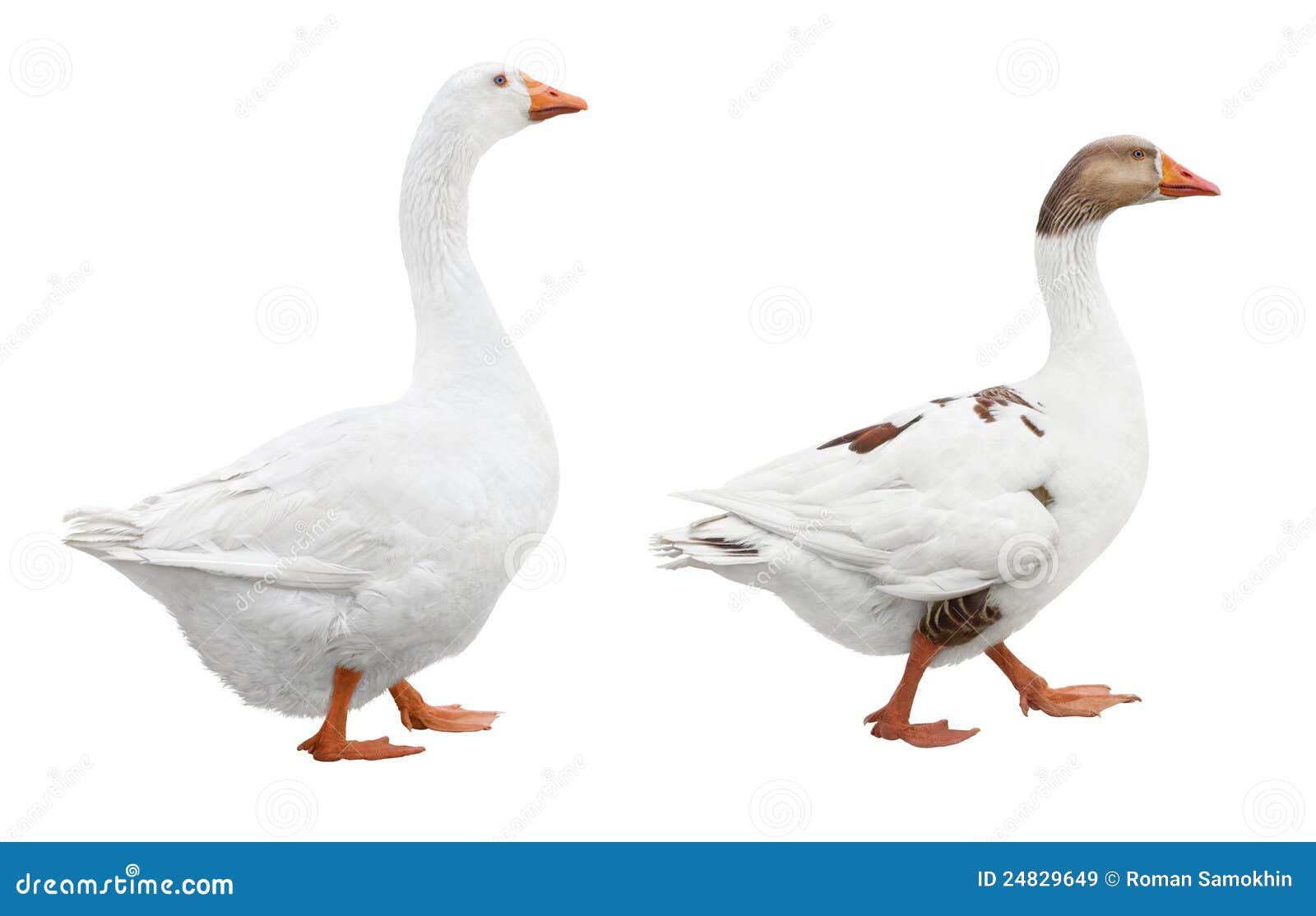 Two white geese stock image. Image of cutout, background - 24829649