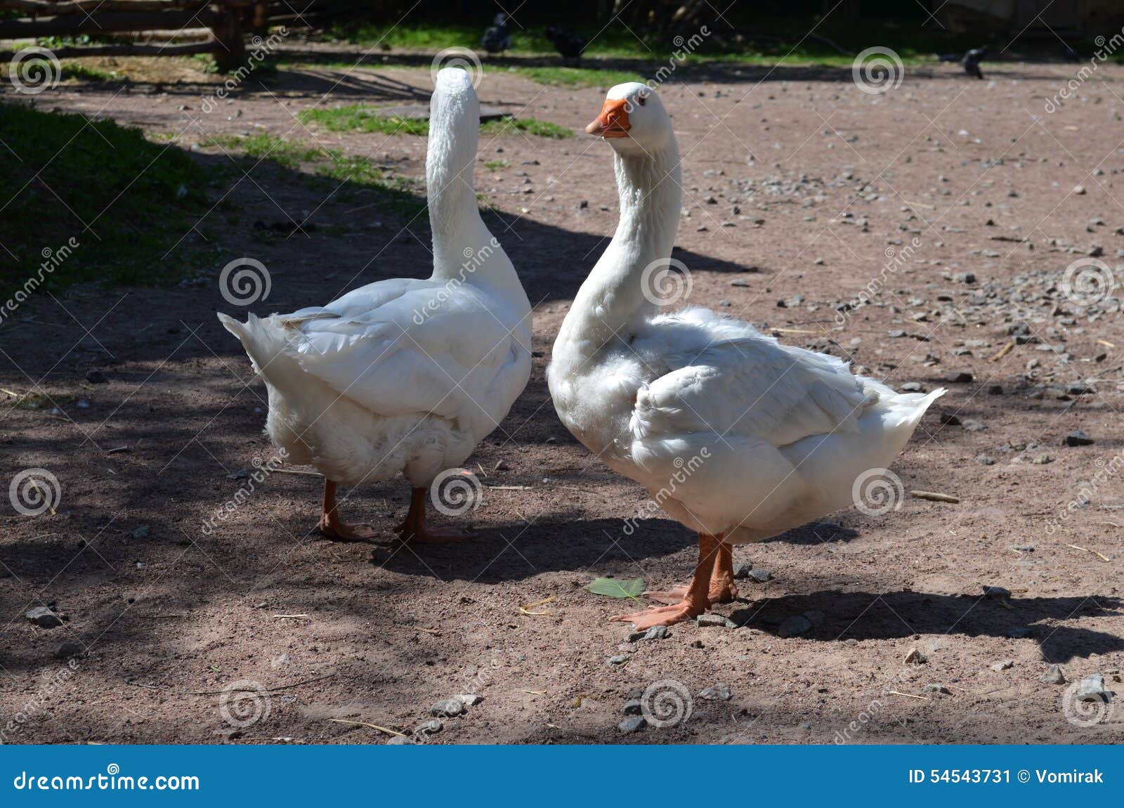 Two white geese stock image. Image of male, geese, bird - 54543731