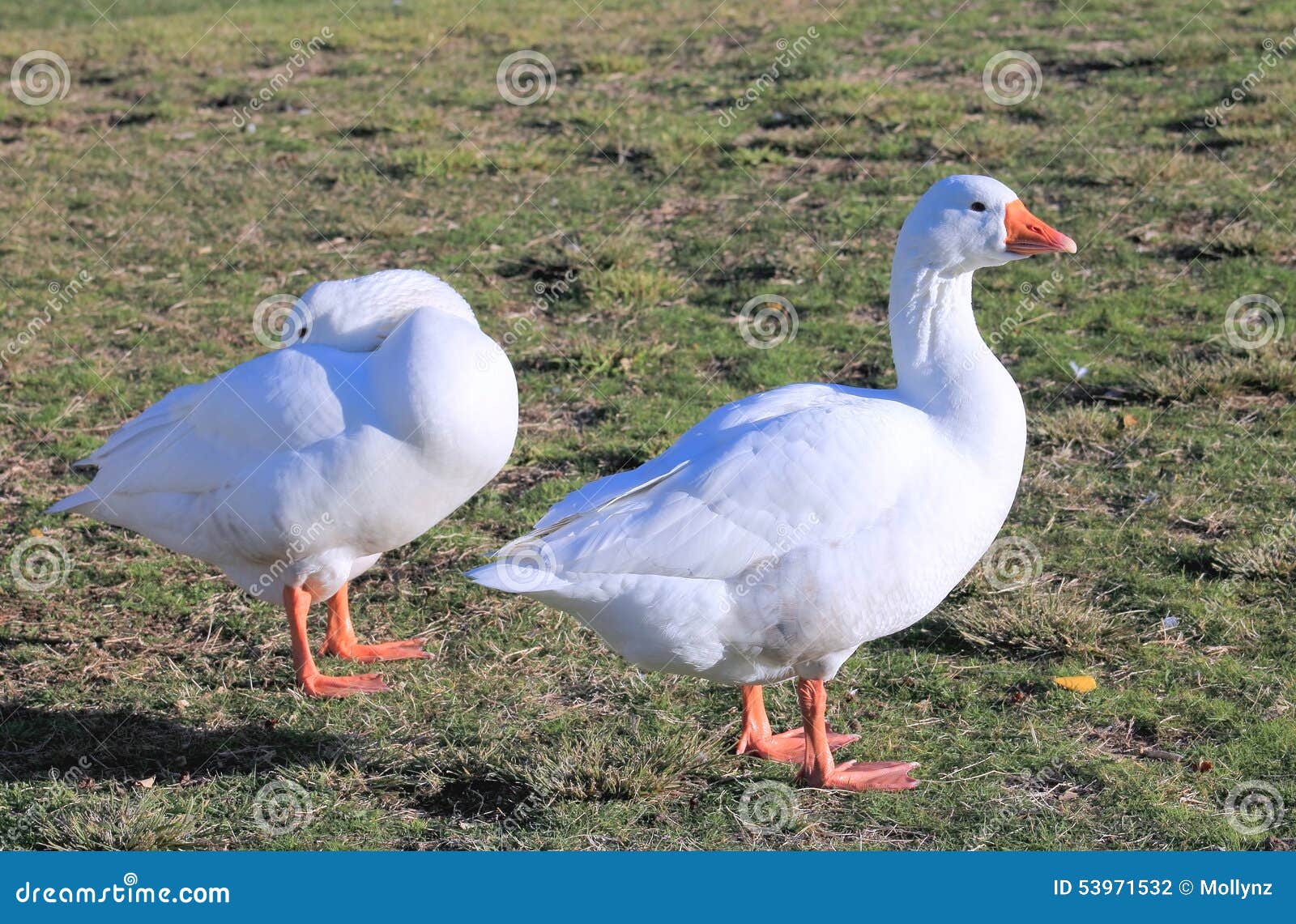 Two White Geese stock photo. Image of beak, feather, white - 53971532