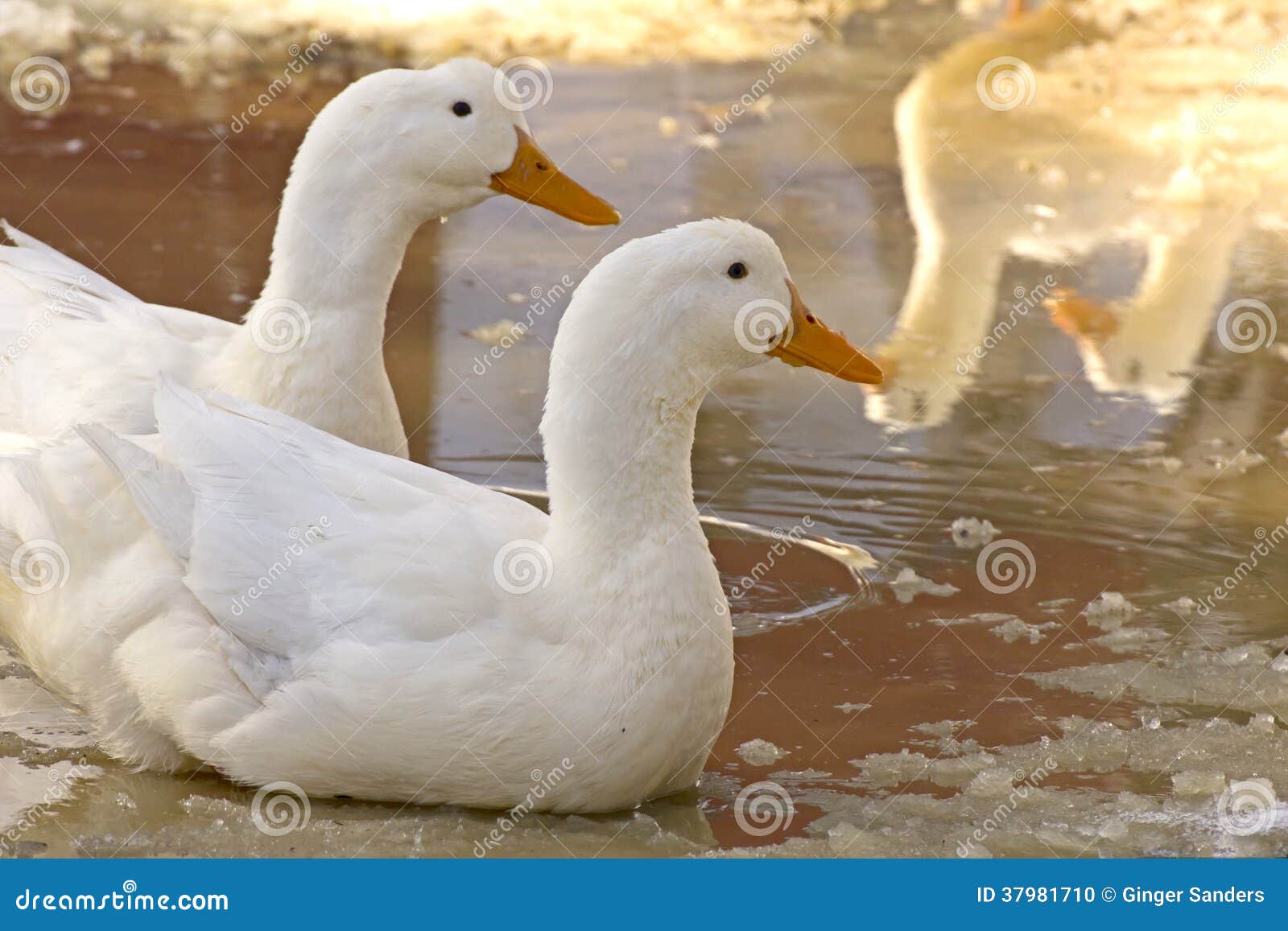 Two White Geese in Golden Light with Reflections Stock Photo - Image of ...