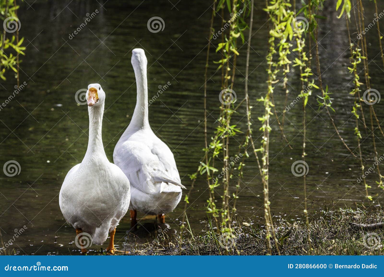 Two geese on the river stock photo. Image of wildlife - 280866600
