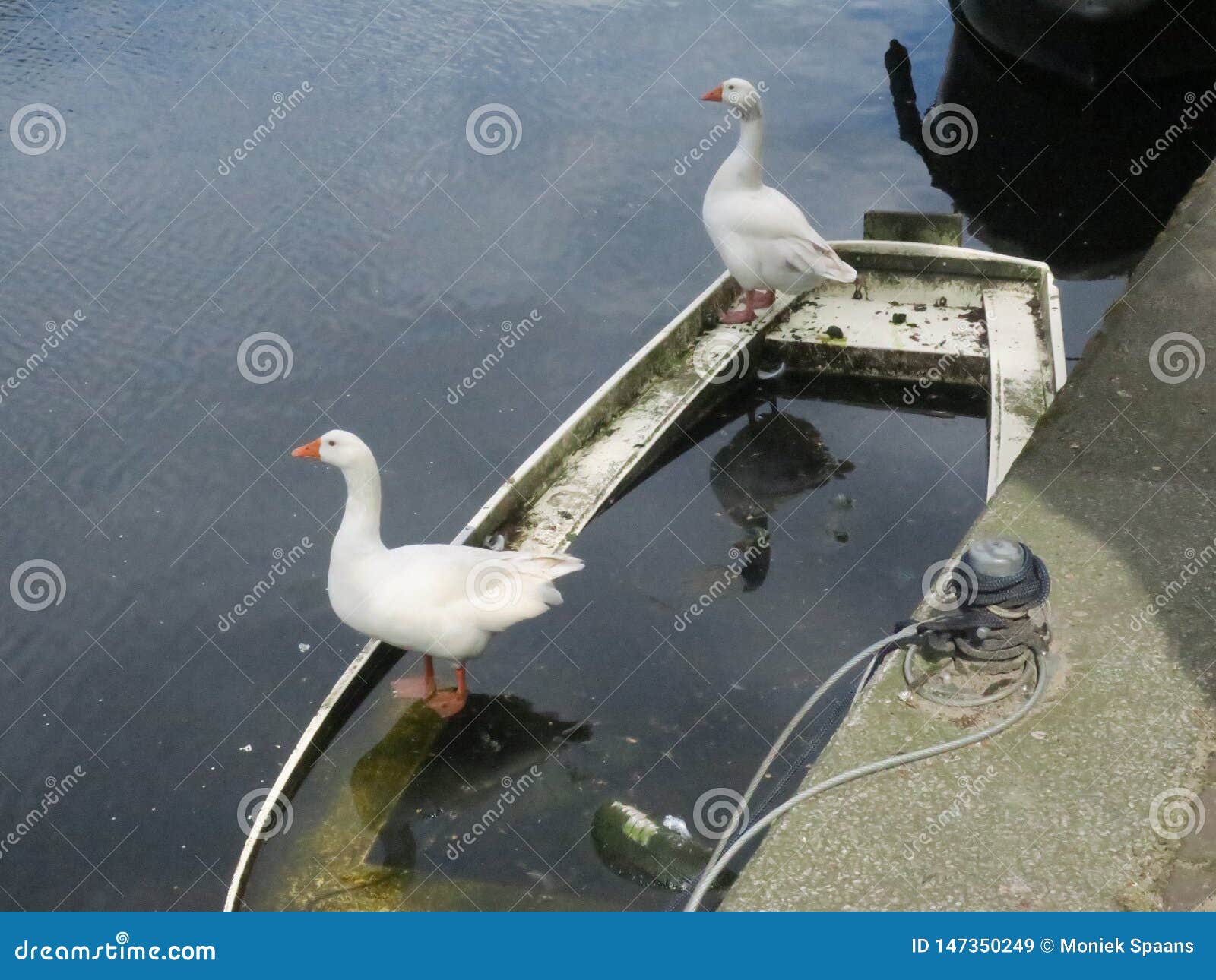 Two White Geese Standing on a Boat in a Canal of Amsterdam Stock Image ...
