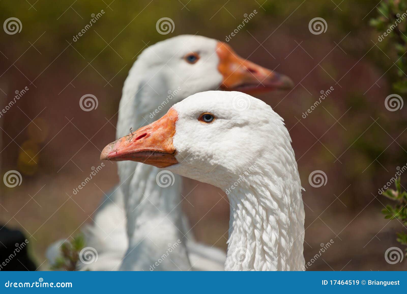 Two White Geese in the Sunlight Stock Image - Image of color, pair ...