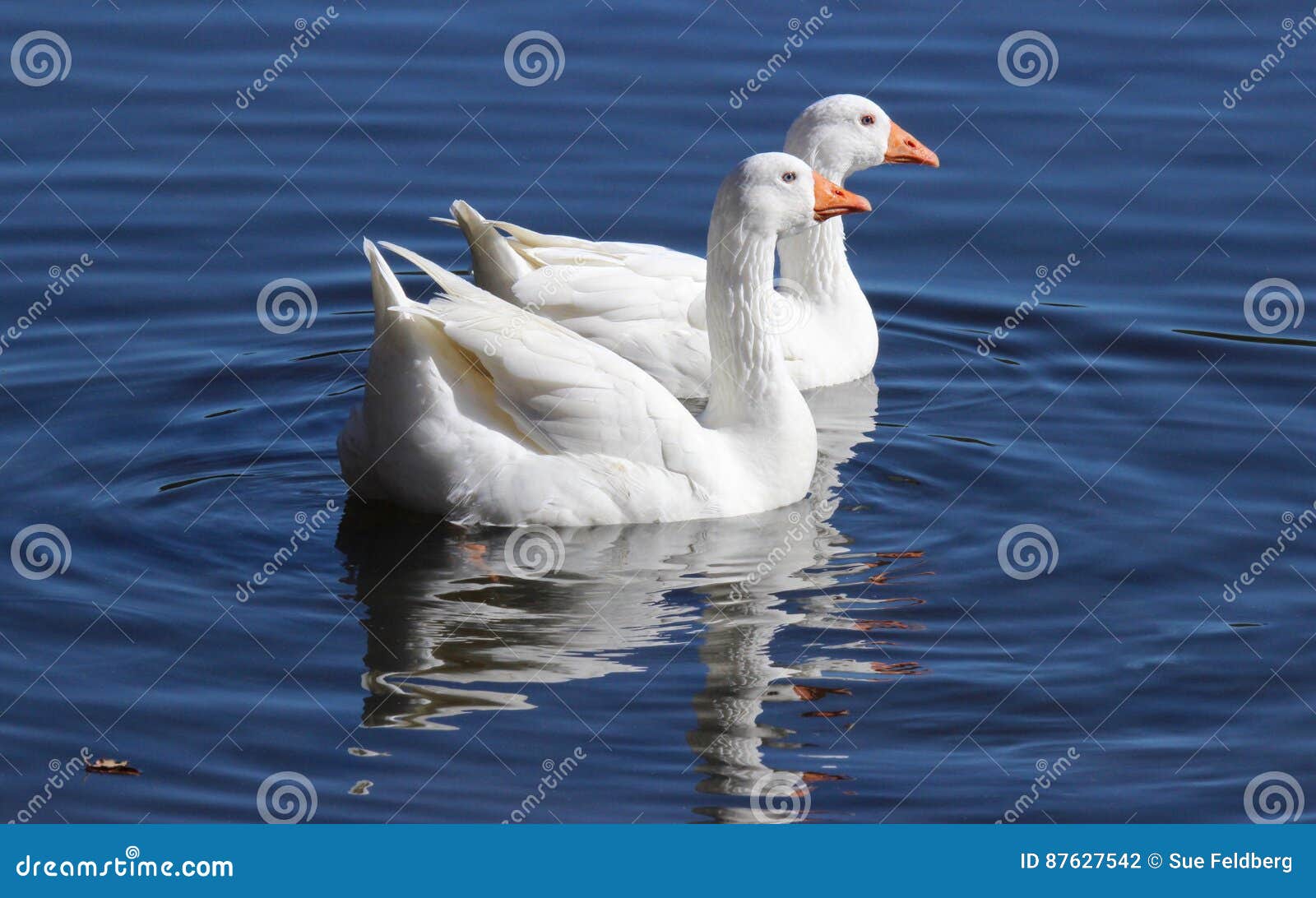 Two White Geese stock photo. Image of couple, gaggle - 87627542
