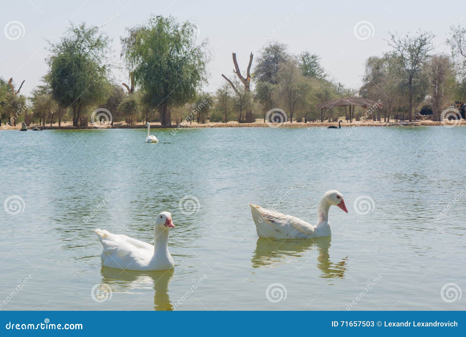 Two White Geese Swimming in the Lake at Farm Stock Image - Image of ...