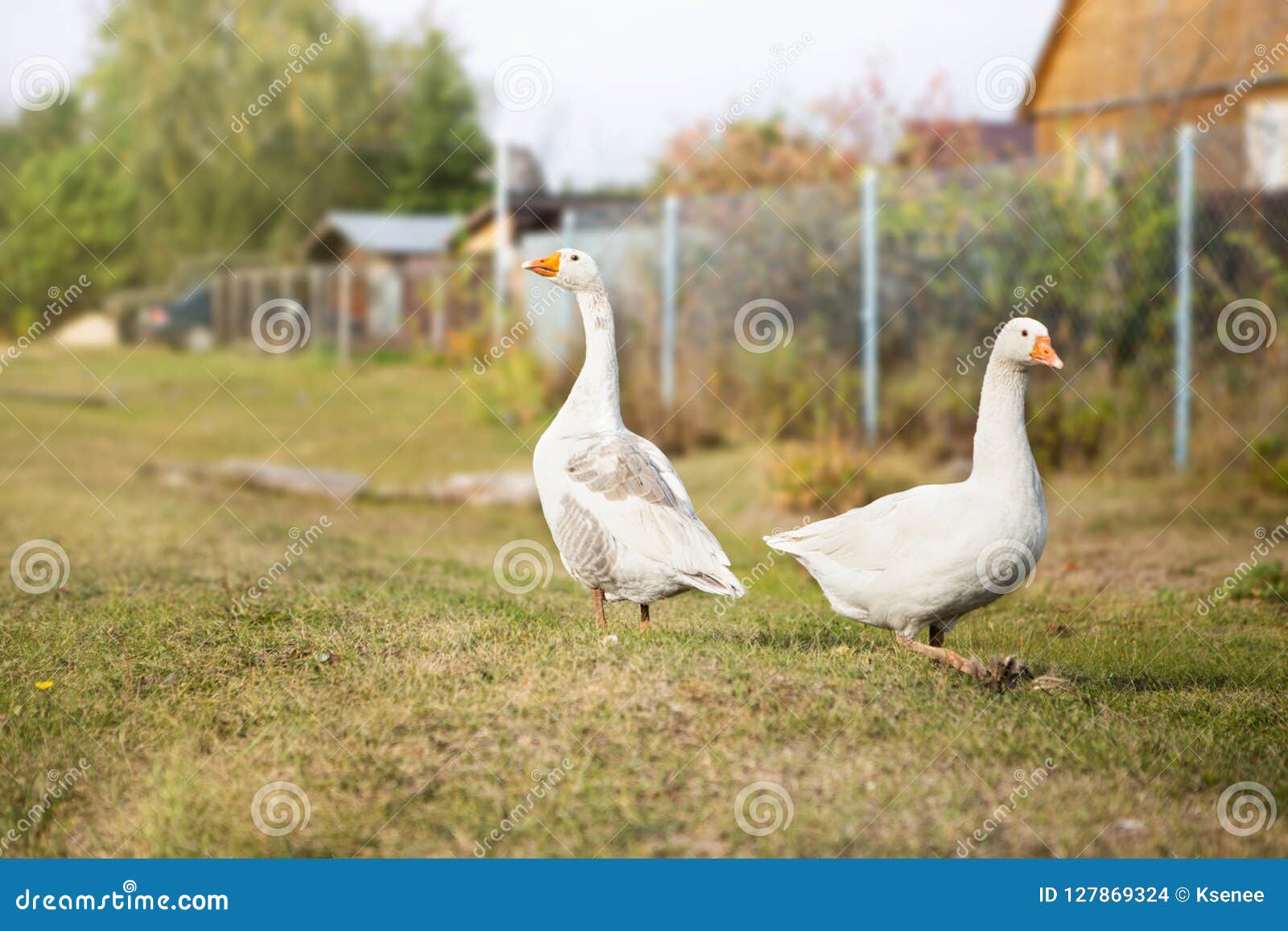 Two White Geese Walking on Farm Stock Photo - Image of dominant, nature ...