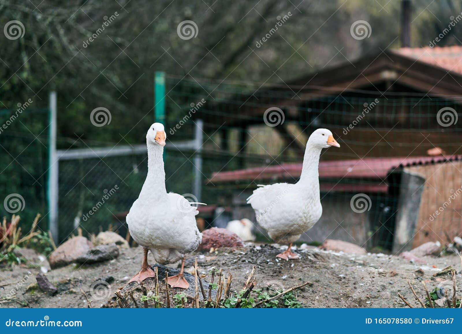 Two White Geese in a Zoo. Farm Birds Stock Photo - Image of beak ...