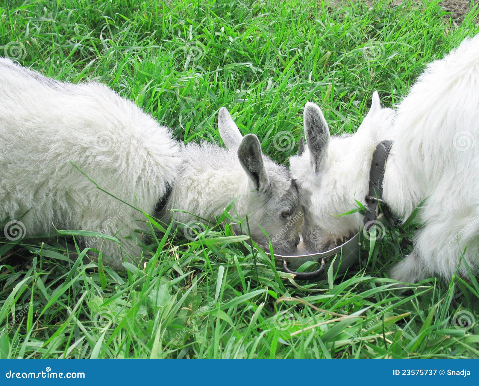 Two white goats stock image. Image of friends, food, downy - 23575737