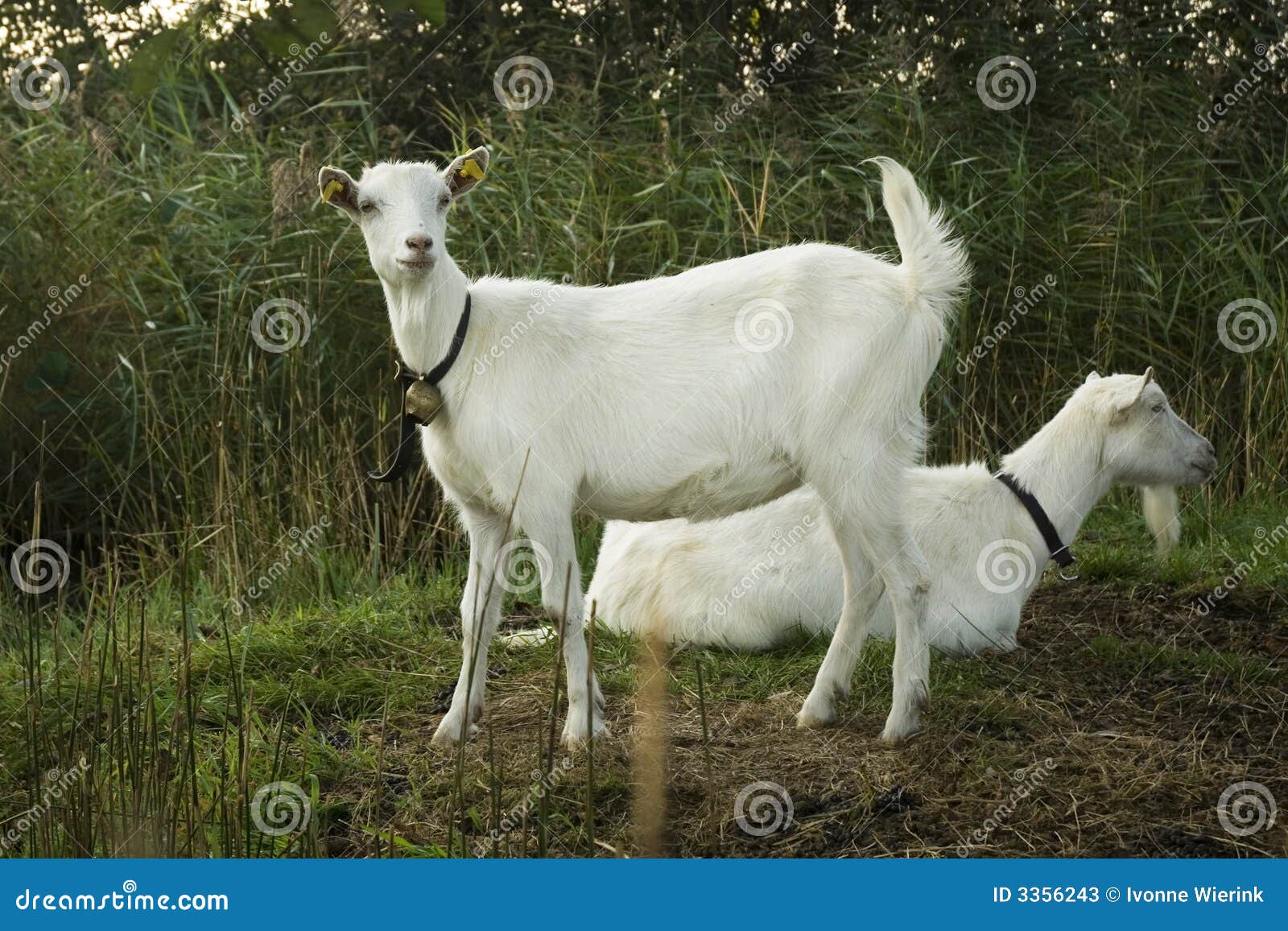 Two white goats stock image. Image of dirty, bell, rope - 3356243