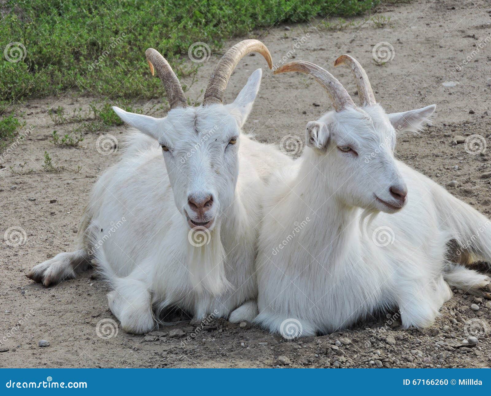 Beautiful White Goat