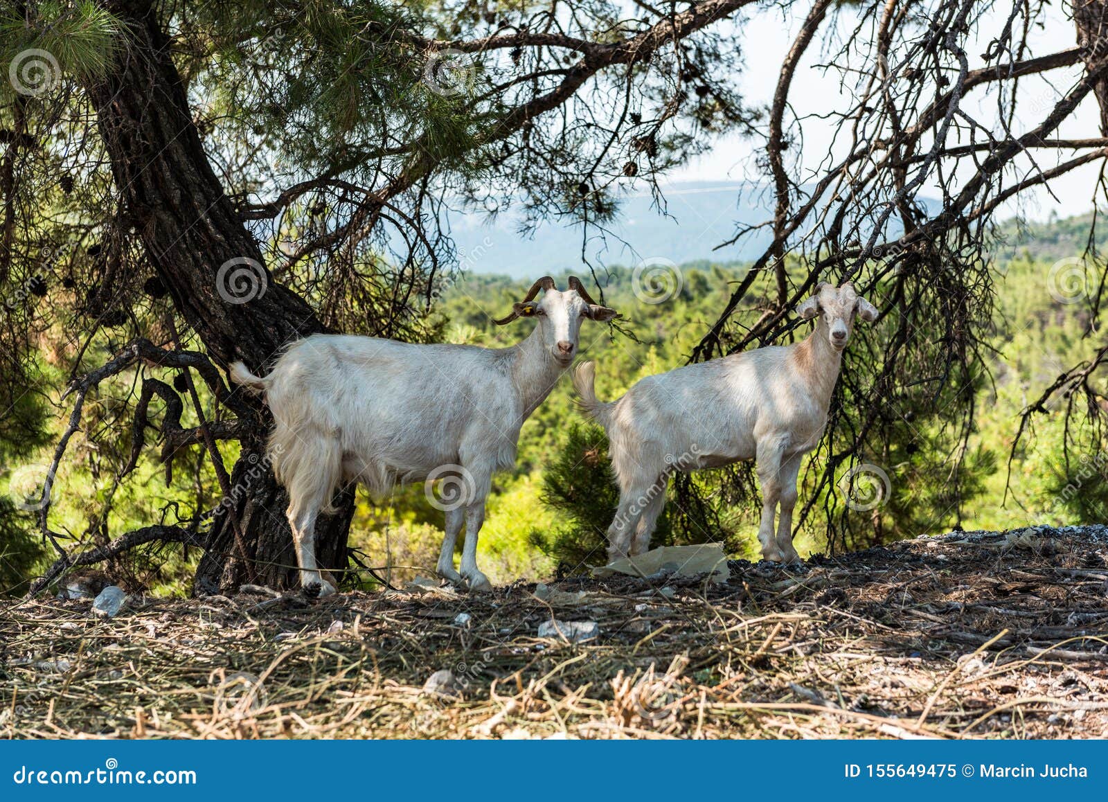 Two White Goats in Greece Countryside,Rhodes,Greece Stock Image - Image ...