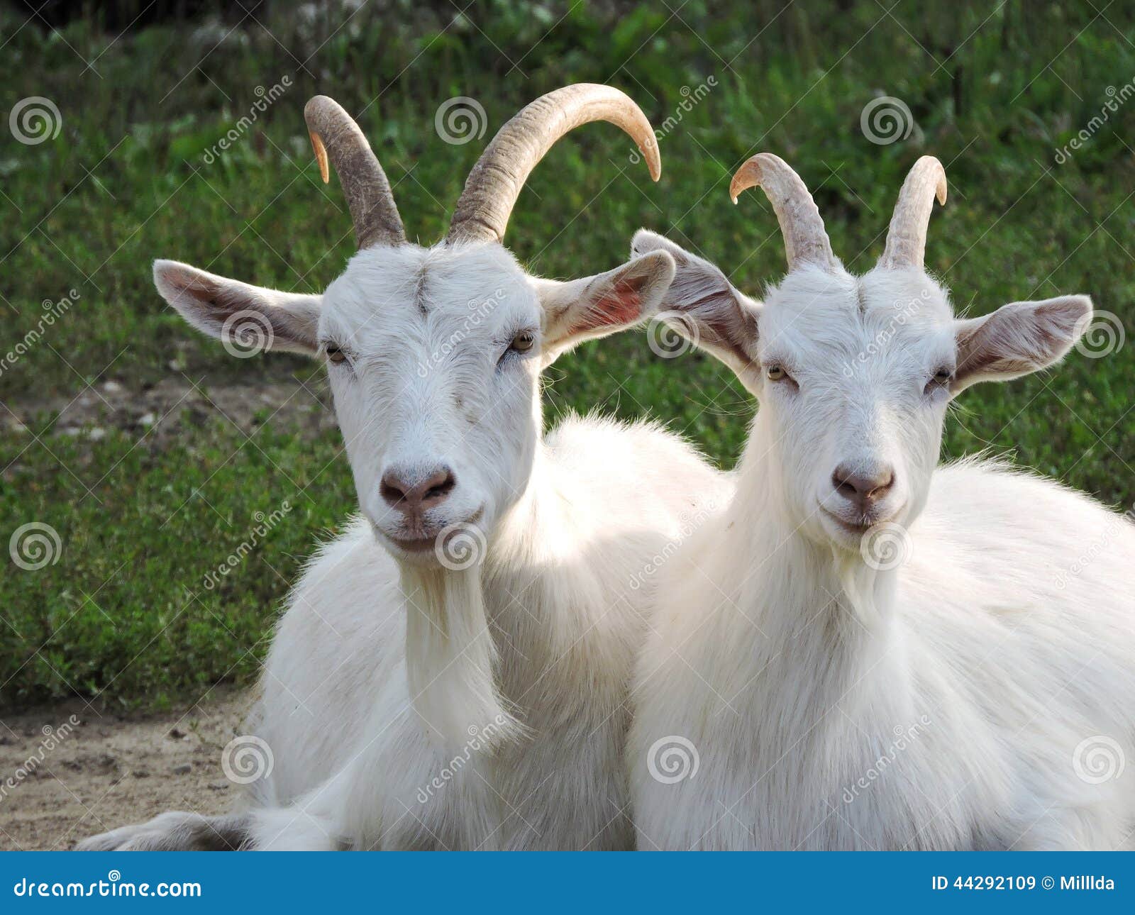 Two white goats stock image. Image of beautiful, head - 44292109