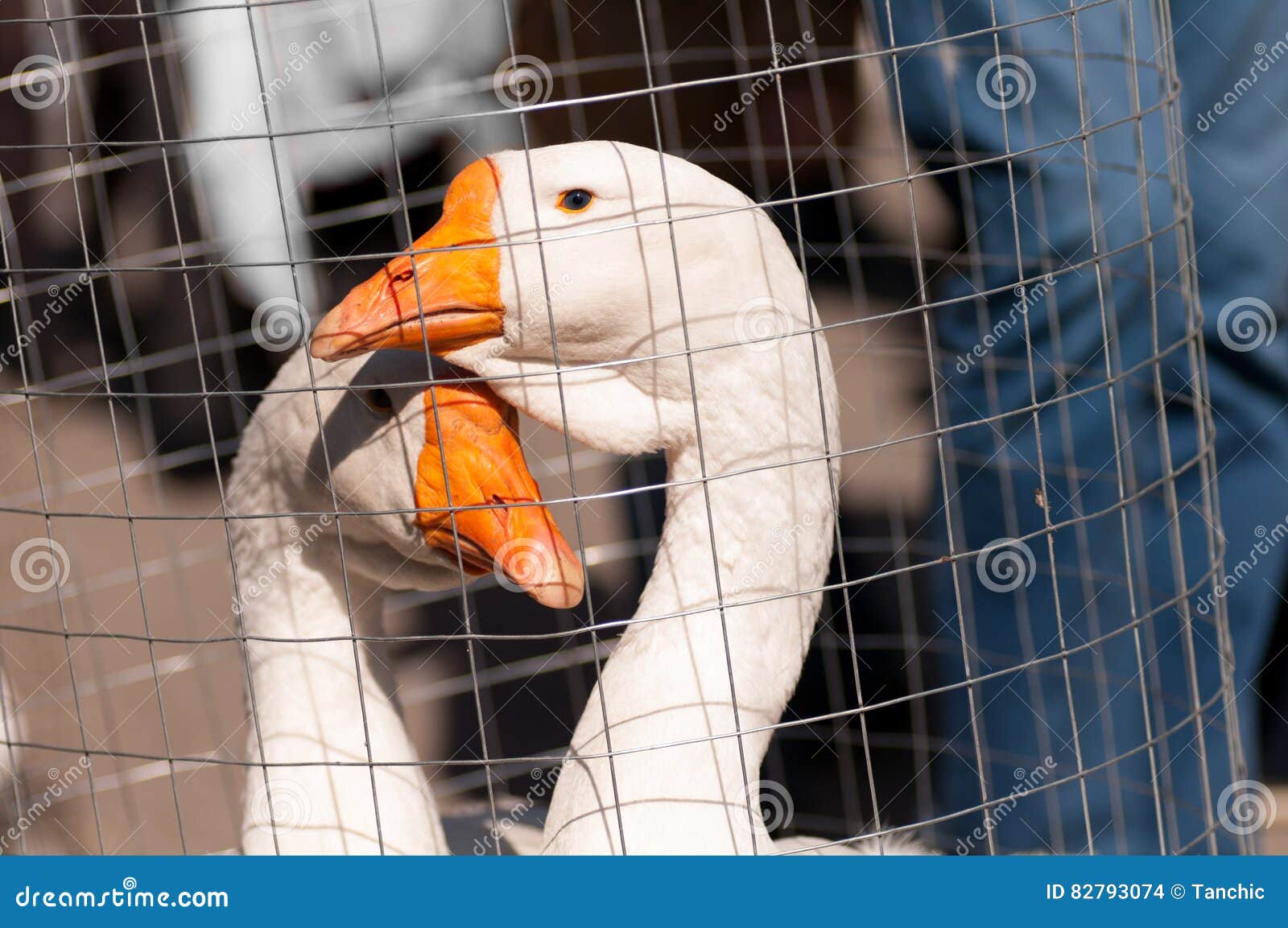 Two white goose in a cage stock photo. Image of nature - 82793074