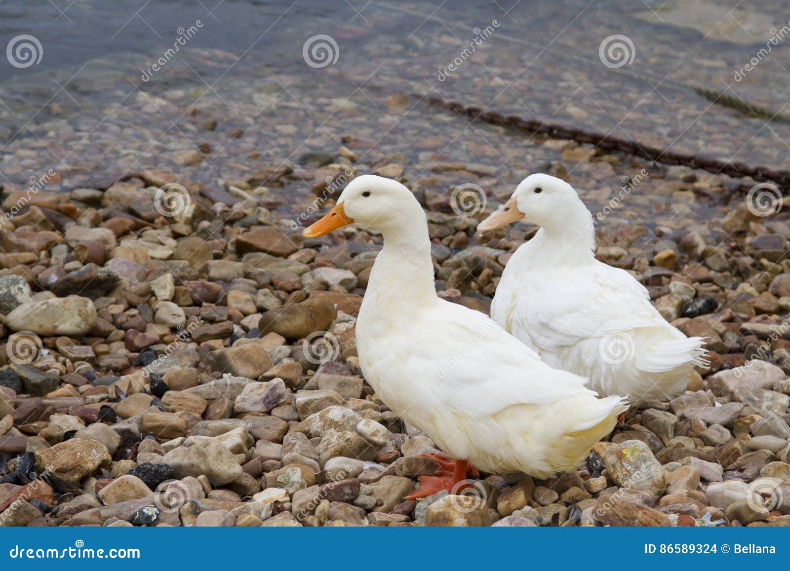 Goose Pebble Stock Photos - Free & Royalty-Free Stock Photos from ...