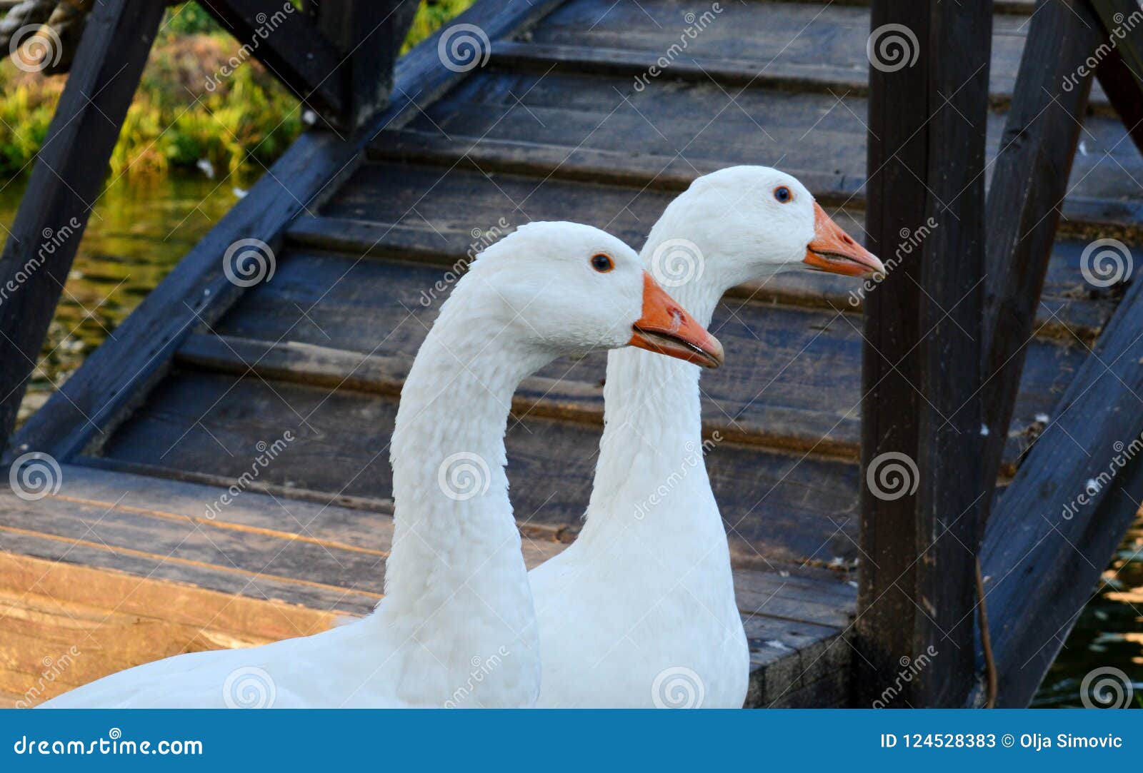 Two white goose stock image. Image of landscape, plant - 124528383