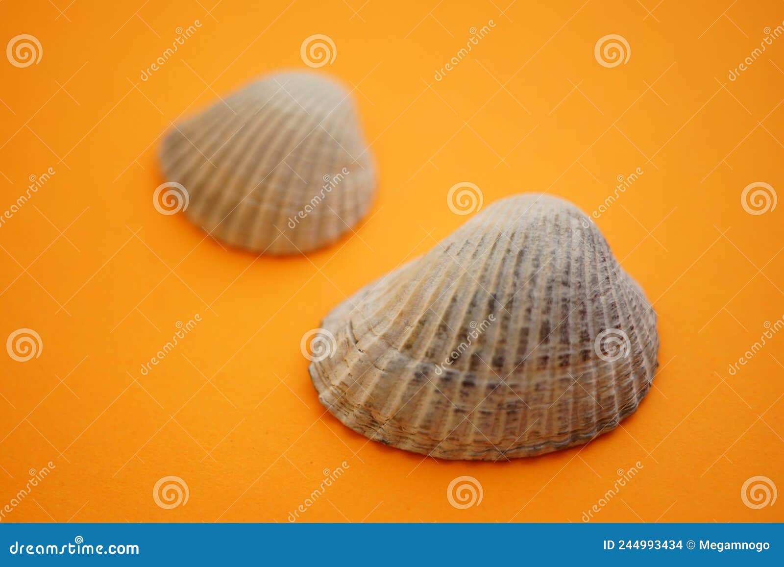Two White Grey Seashells on an Orange Table Stock Photo - Image of grey ...
