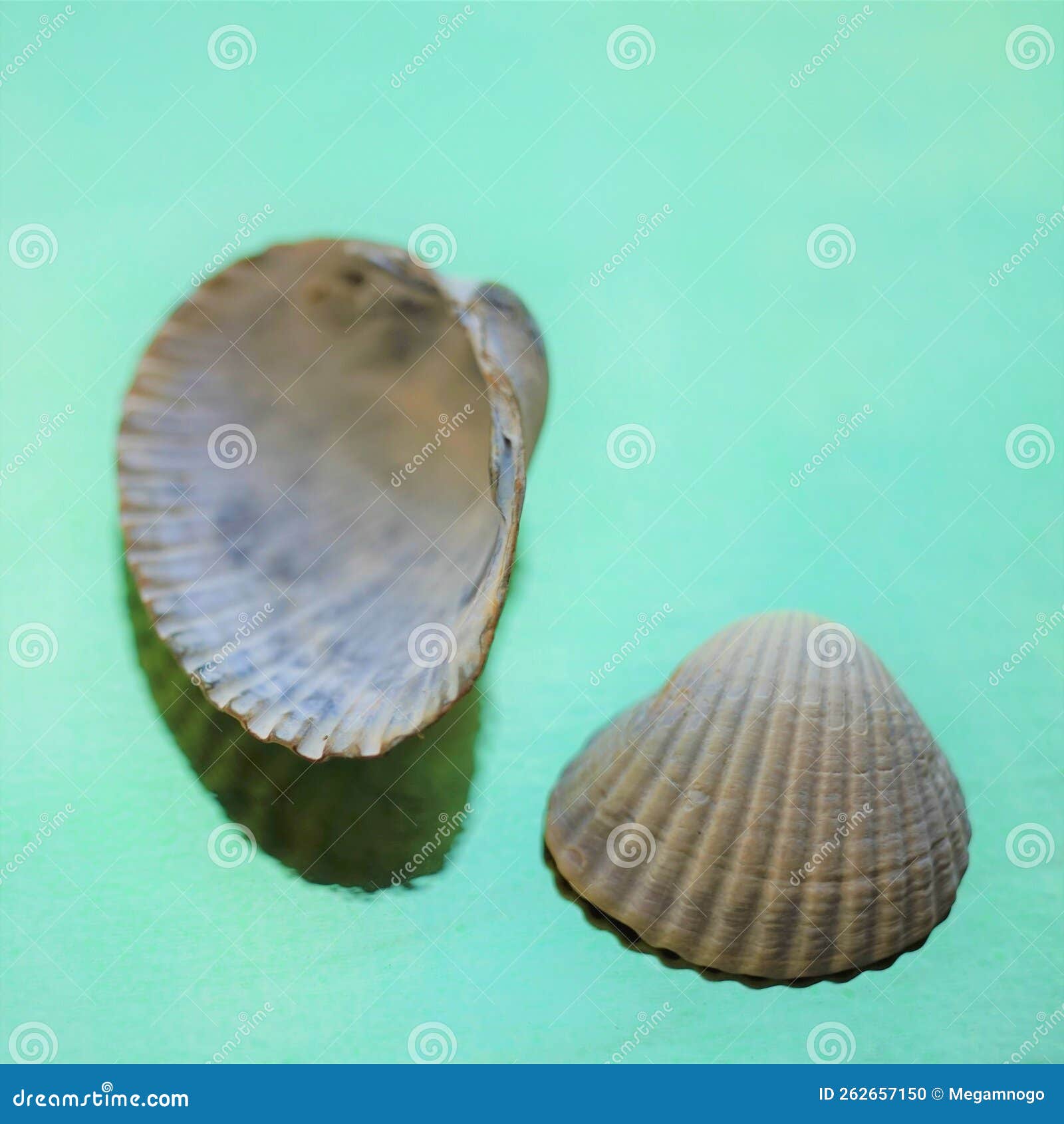 Two White Grey Seashells on an Shiny Green Table Stock Photo - Image of ...