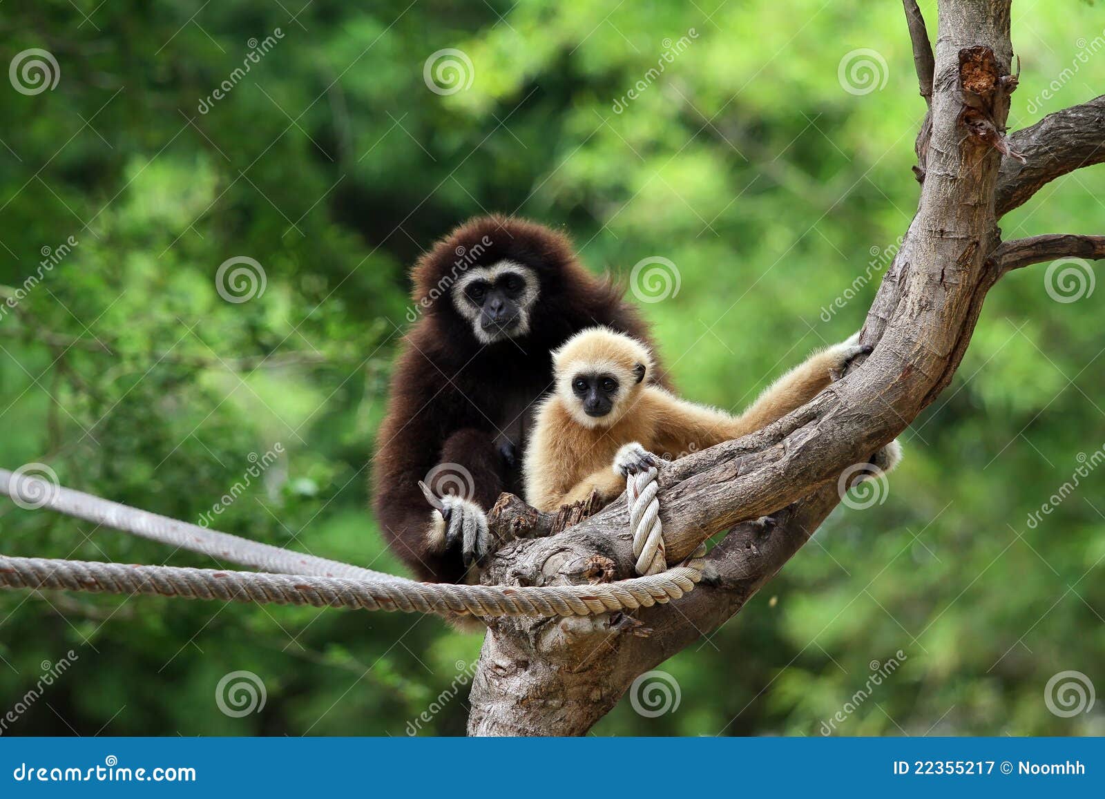 Two white handed Gibbon stock image. Image of small, tree - 22355217