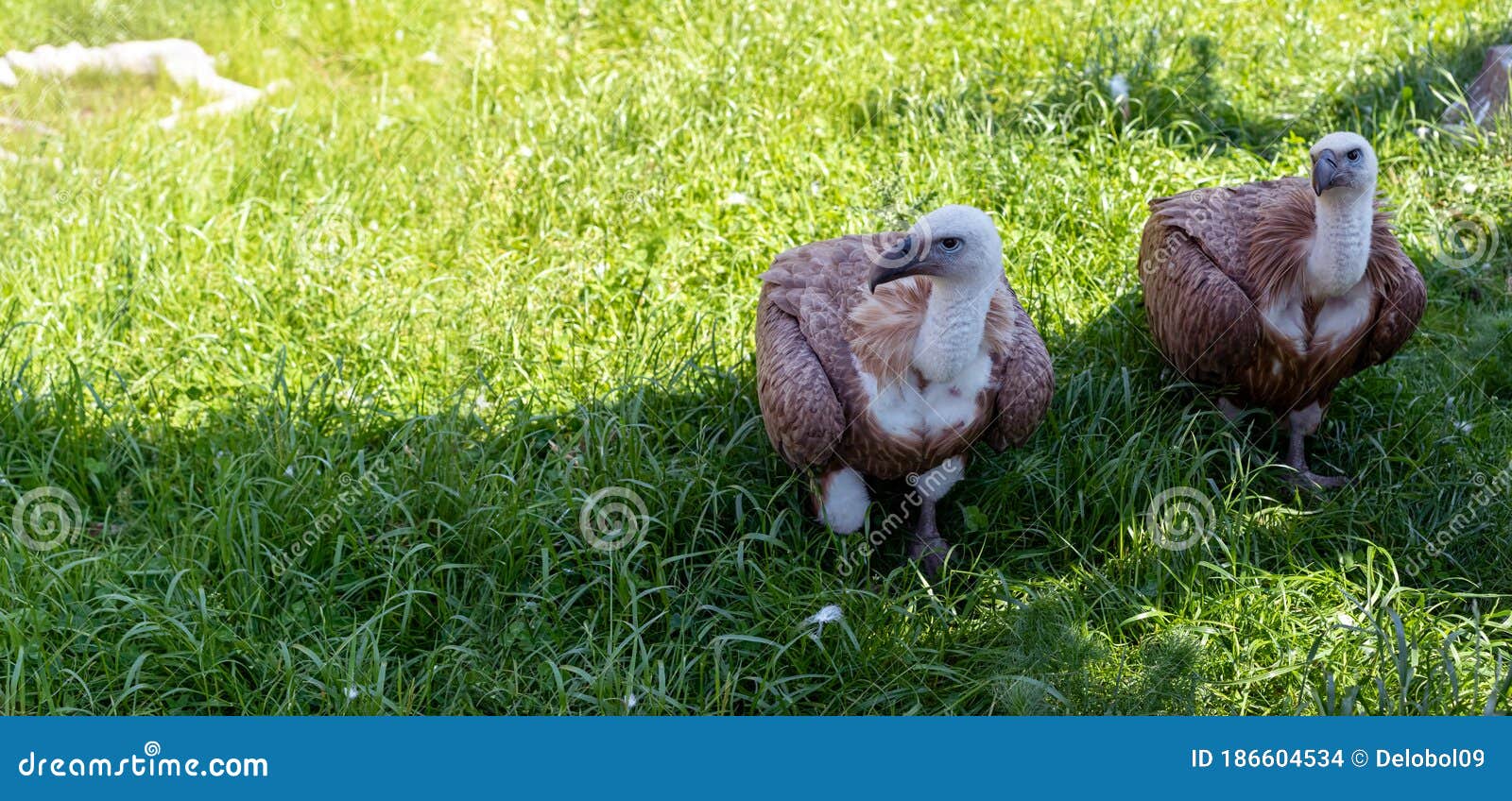 Two White-headed Vultures in the Green Grass. Stock Photo - Image of ...
