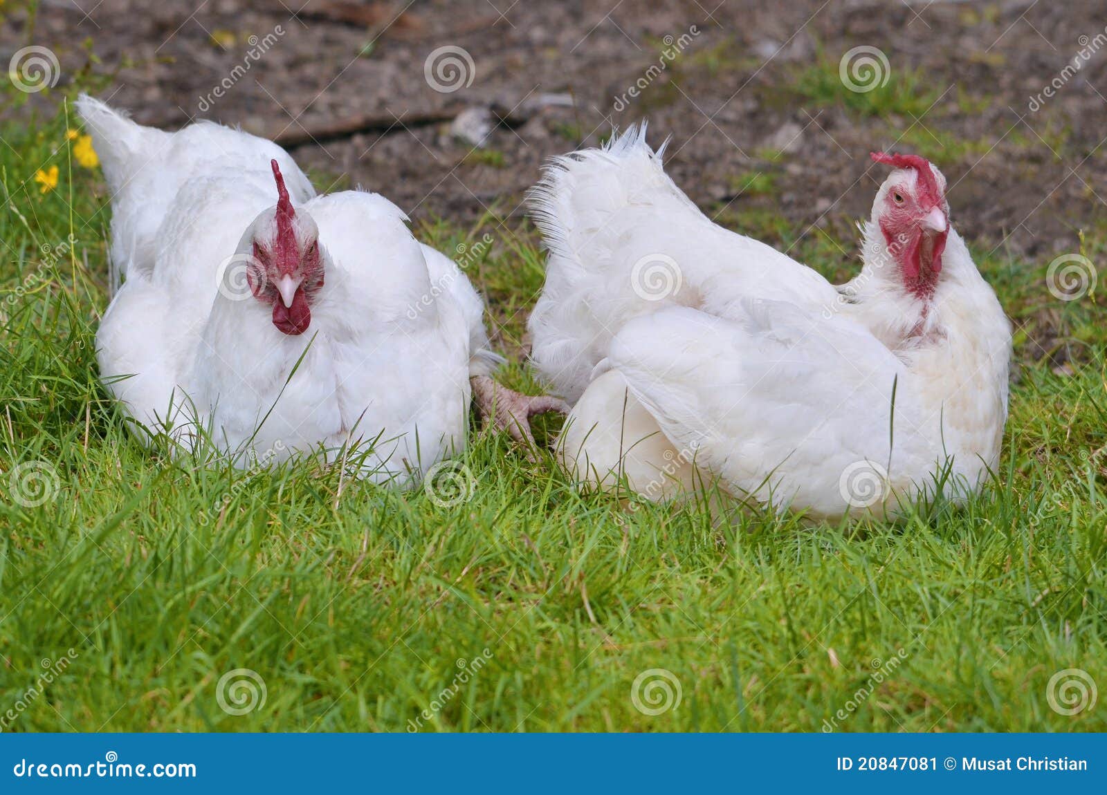 Two white hens stock image. Image of closeup, gallus - 20847081
