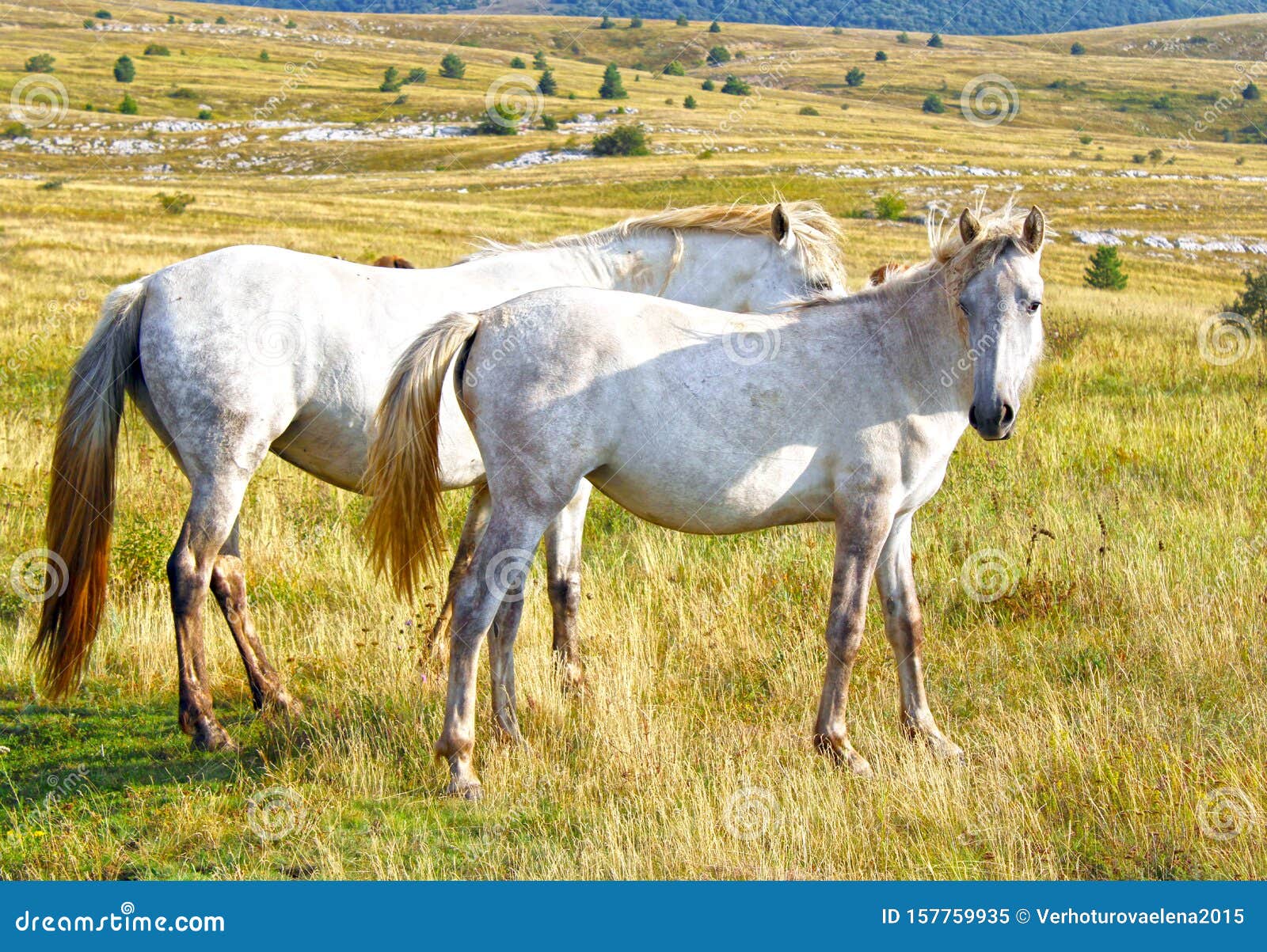 Two White Horses Graze on a Field in the Mountains Stock Image - Image ...