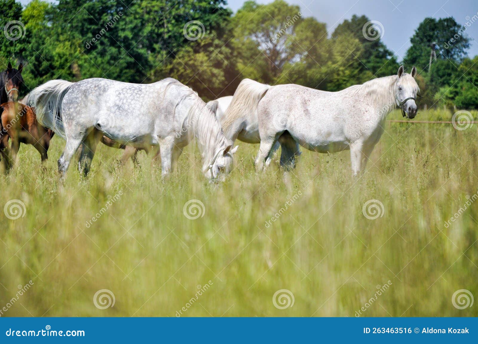 Two White Horses Graze on Green Grass in a Meadow Stock Photo - Image ...
