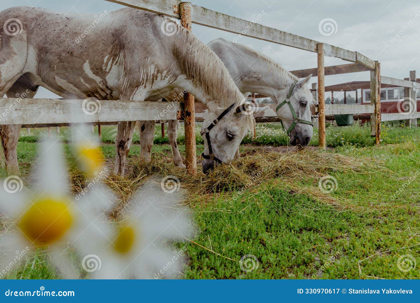 Two White Horses Grazing on a Farm in a Chamomile Field Stock Image ...