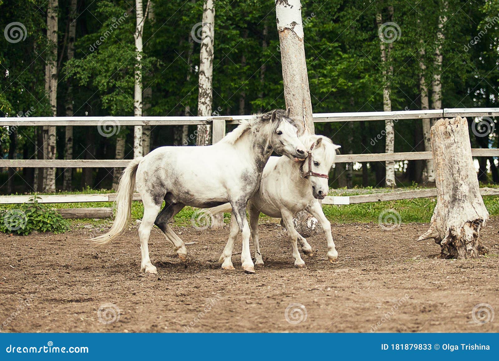 Two White Horses Running, Playing and Having Fun Together Stock Image ...