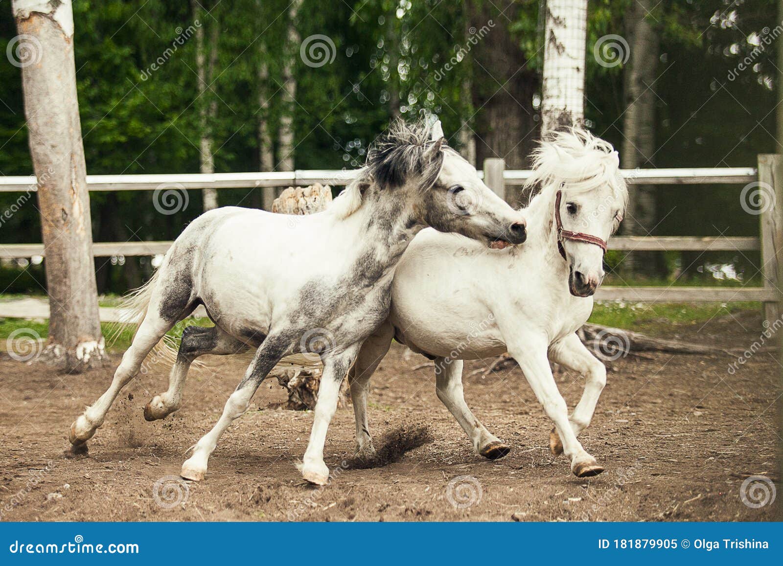 Two White Horses Running, Playing and Having Fun Together Stock Image ...